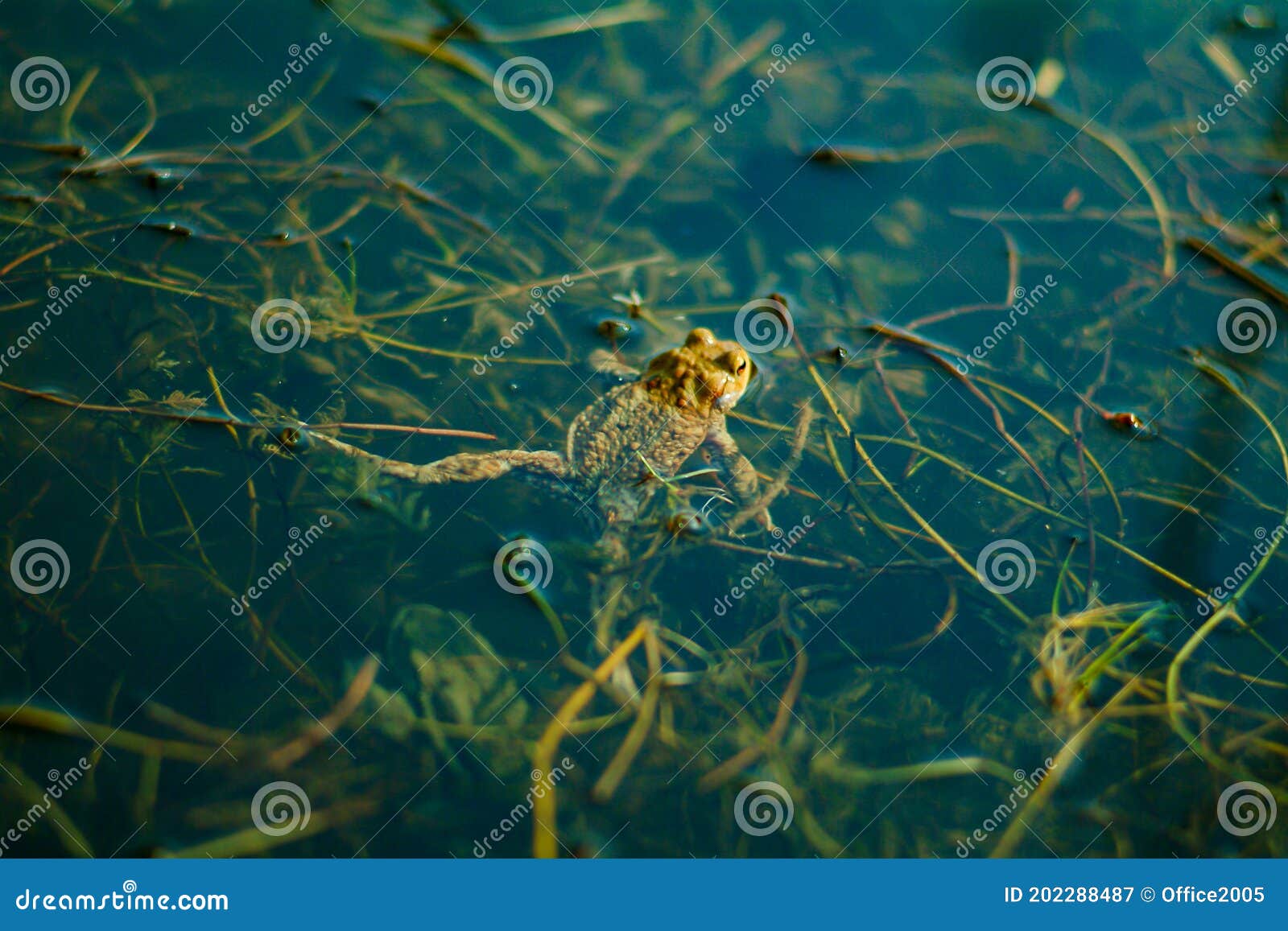 Common toad stock image. Image of rare, endangered, lurch - 202288487