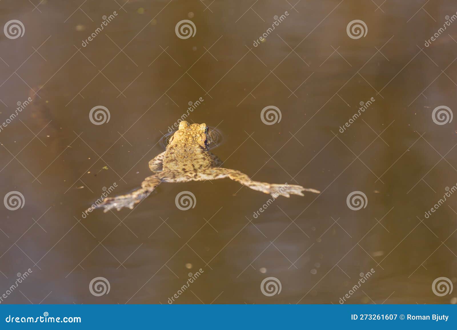 Common Toad - Bufo Bufo during Mating Season. Frog on the Road. Grass ...
