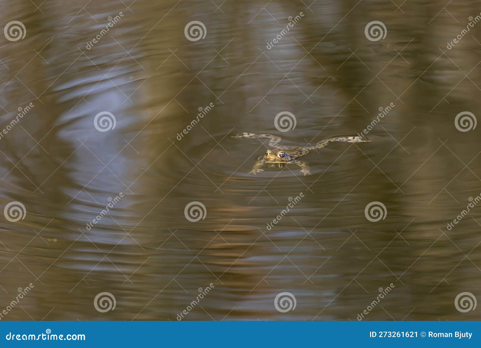 Common Toad - Bufo Bufo during Mating Season. Frog on the Road. Grass ...