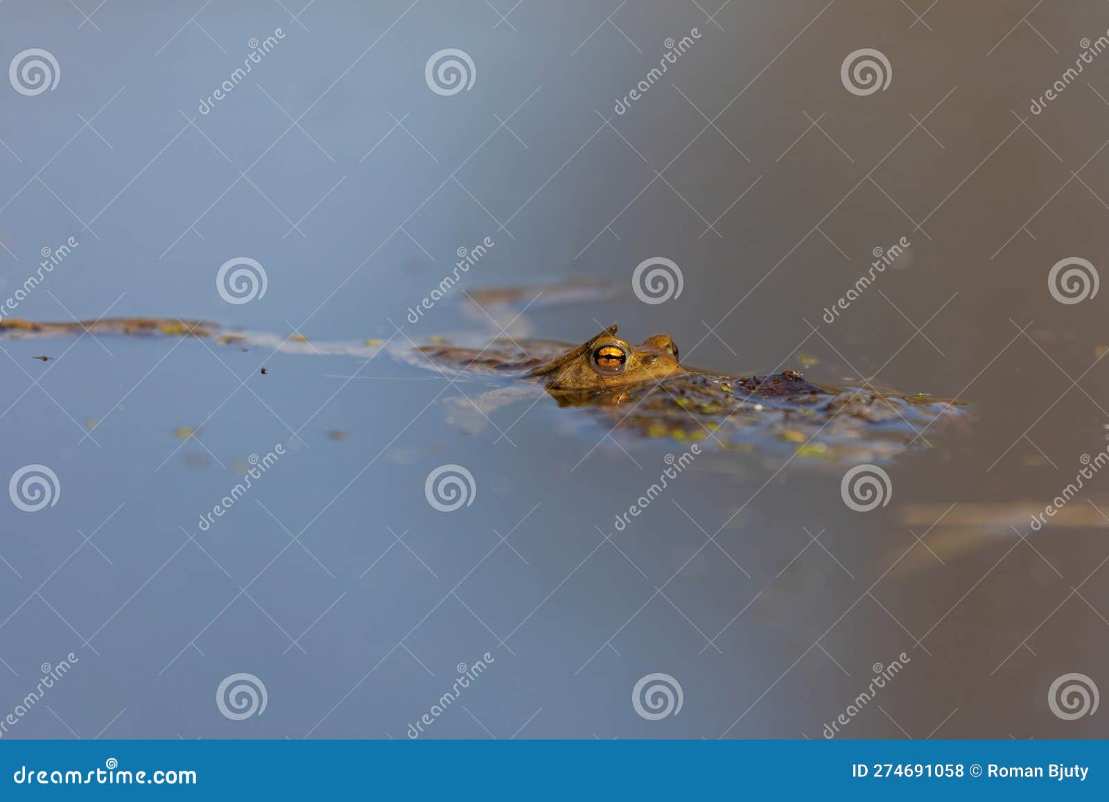 Common Toad - Bufo Bufo in Mating Season. Frog in Water Stock Photo ...