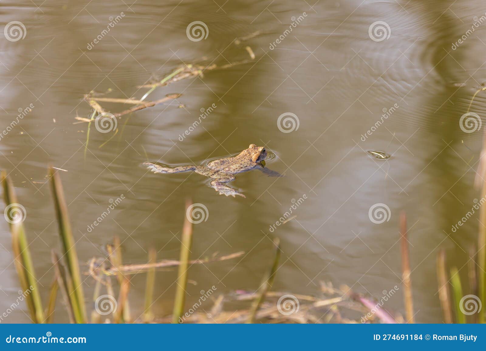 Common Toad - Bufo Bufo in Mating Season. Frog in Water Stock Photo ...