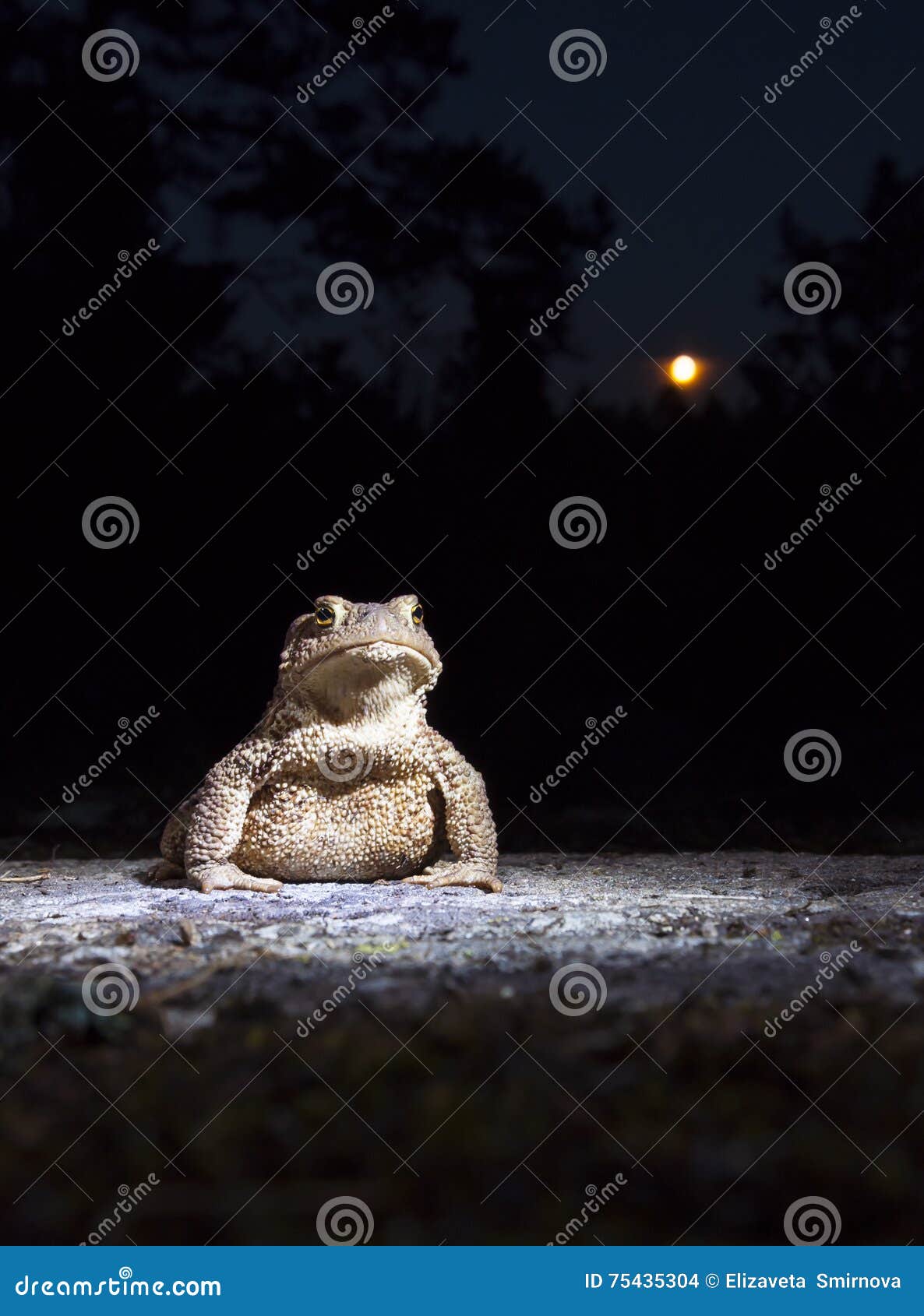 Common Toad - Bufo Bufo - on Moss Covered Stone in the Full Moon Night ...