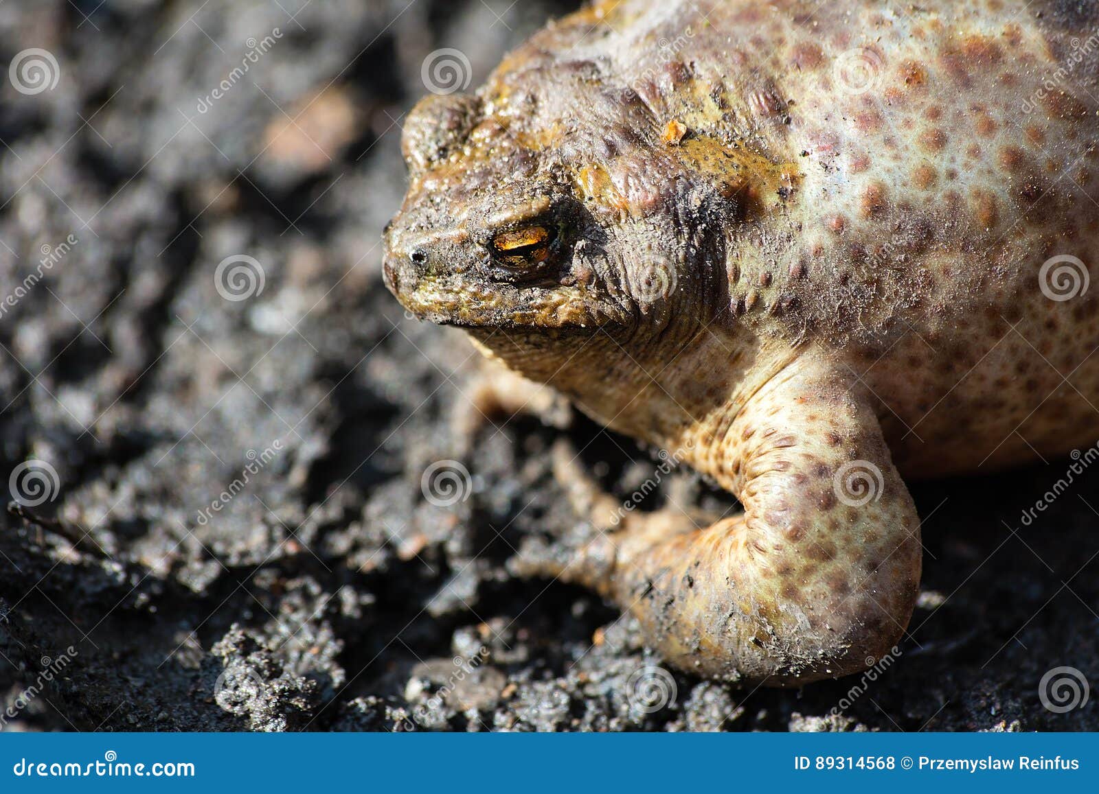Common toad Bufo bufo stock photo. Image of macro, animal - 89314568