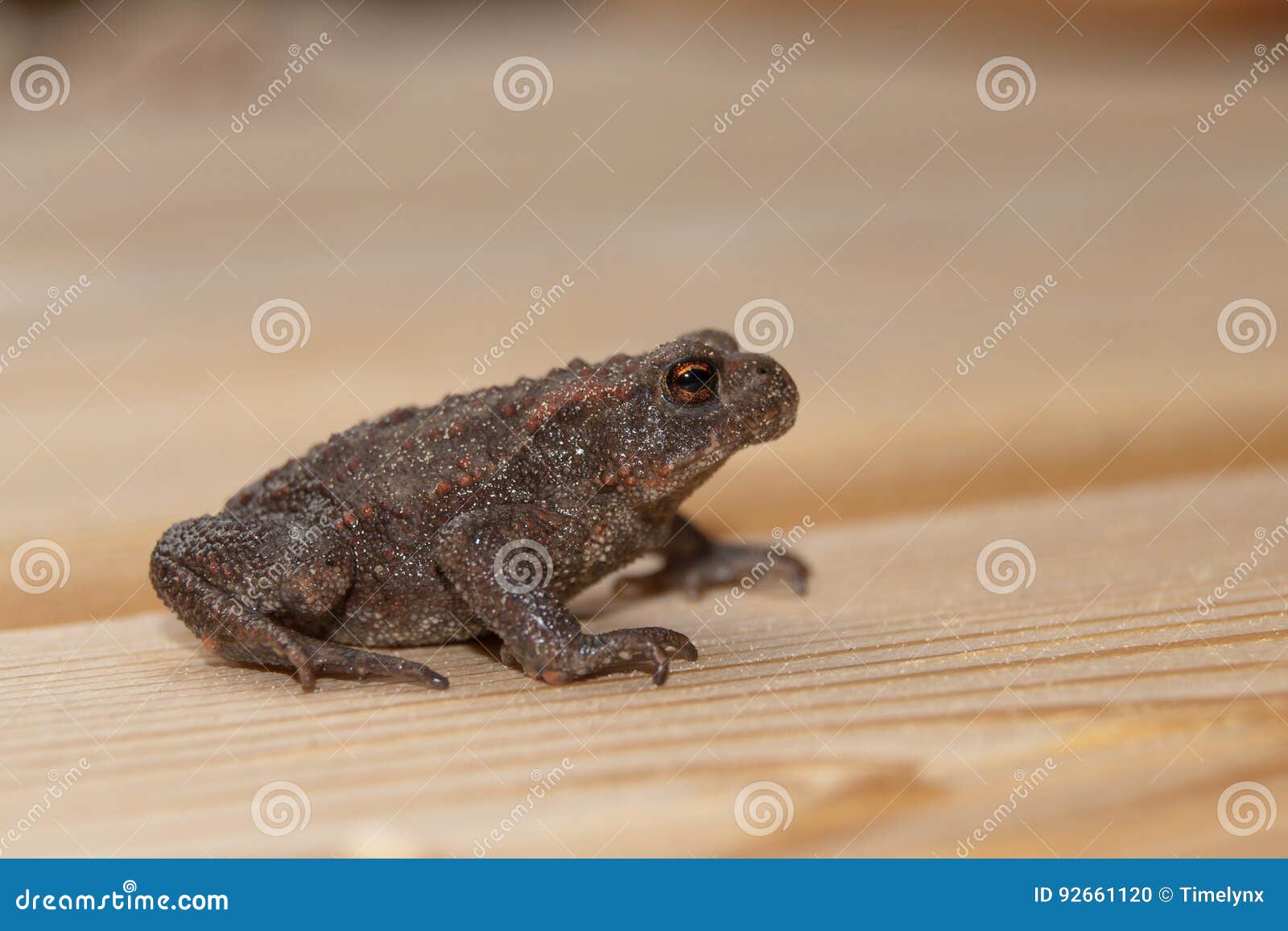 Common toad Bufo bufo stock photo. Image of metamorphosis - 92661120