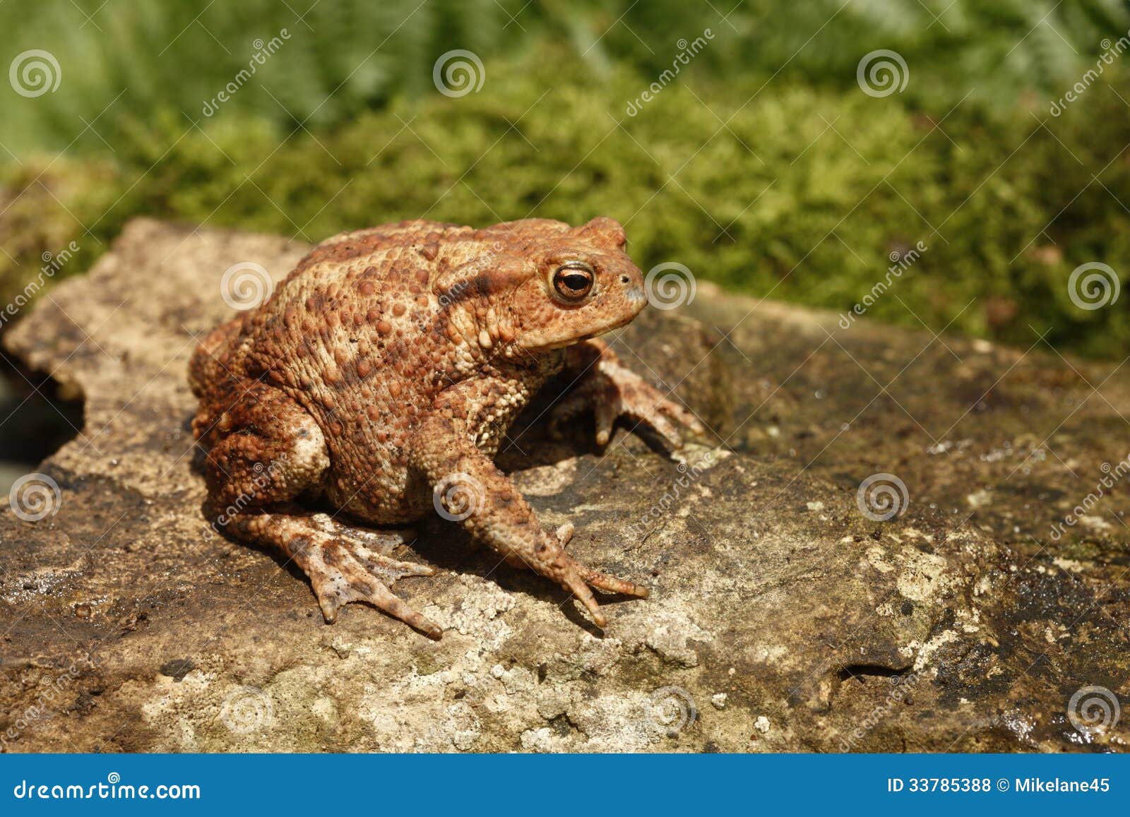 Common toad, Bufo bufo stock photo. Image of single, nature - 33785388