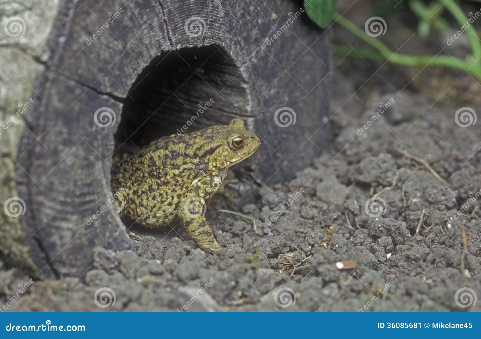 Common toad, Bufo bufo stock image. Image of nature, wildlife - 36085681