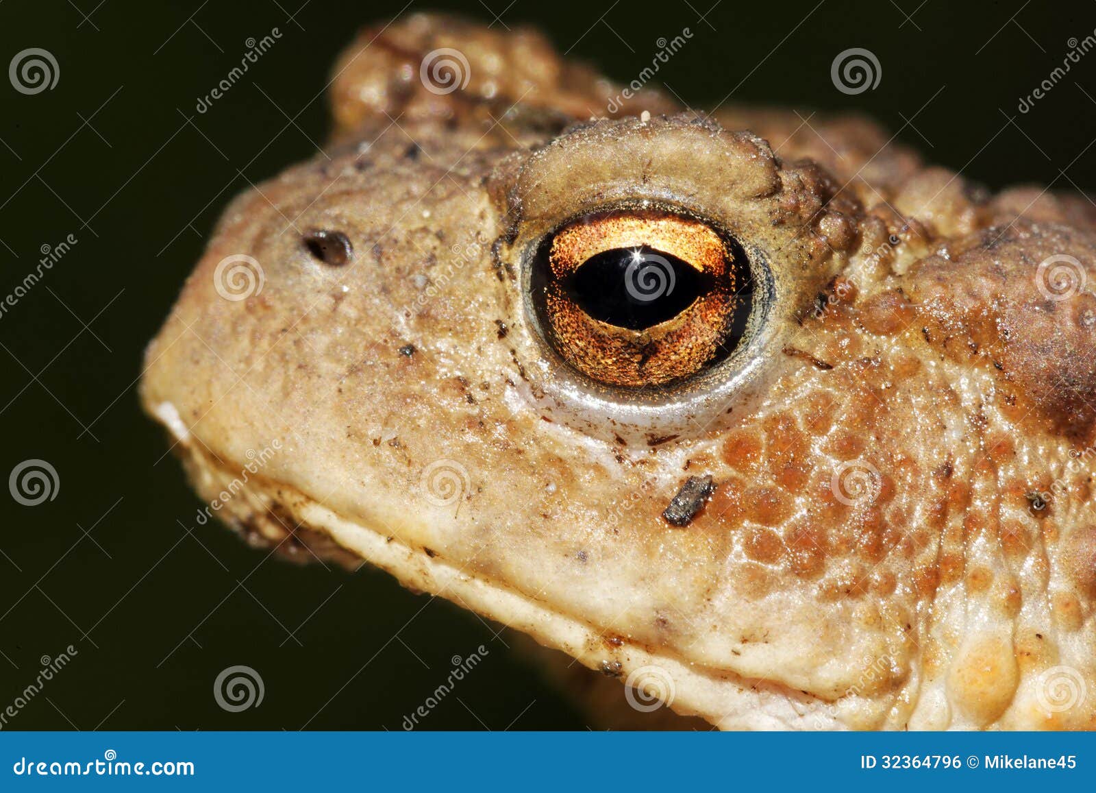 Common toad, Bufo bufo stock photo. Image of water, lake - 32364796