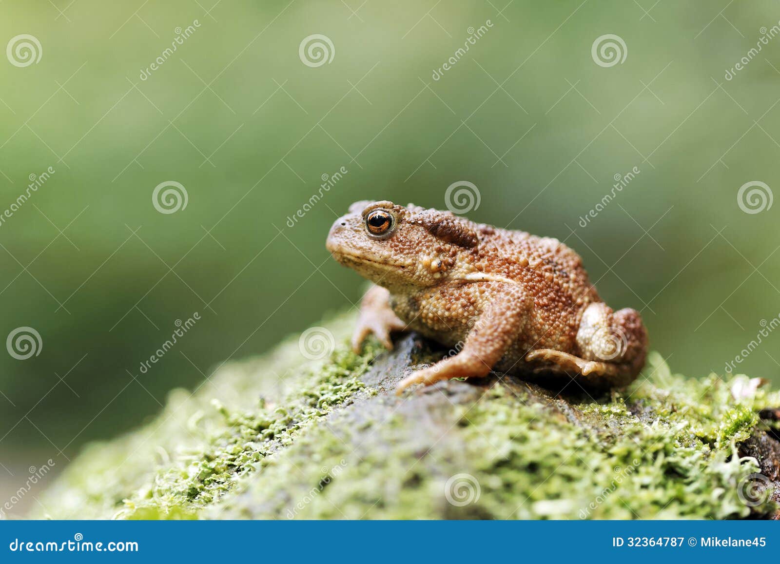 Common toad, Bufo bufo stock image. Image of garden, british - 32364787
