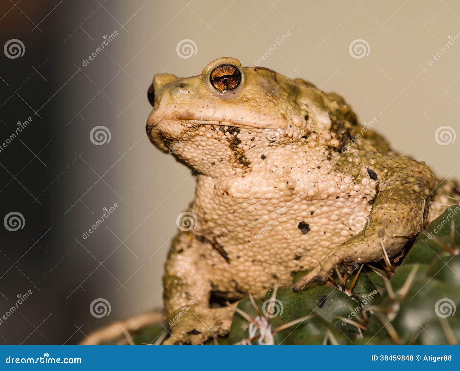 Common toad bufo bufo stock photo. Image of creature - 38459848
