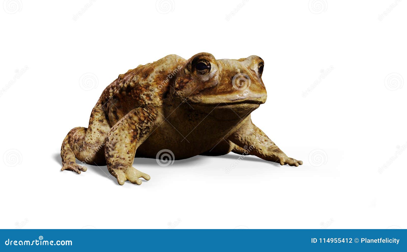 Common Toad Bufo Bufo Sitting, Isolated on White Background Stock Photo ...