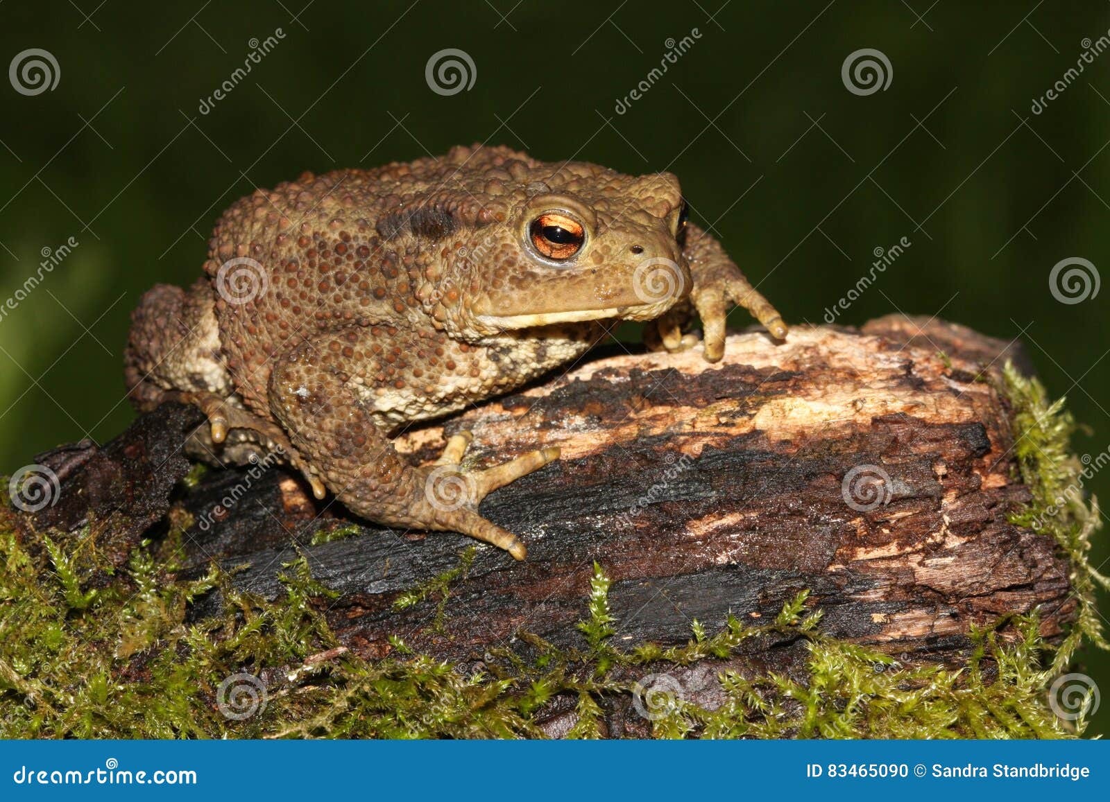 Common Toad Bufo bufo. stock photo. Image of outdoor - 83465090