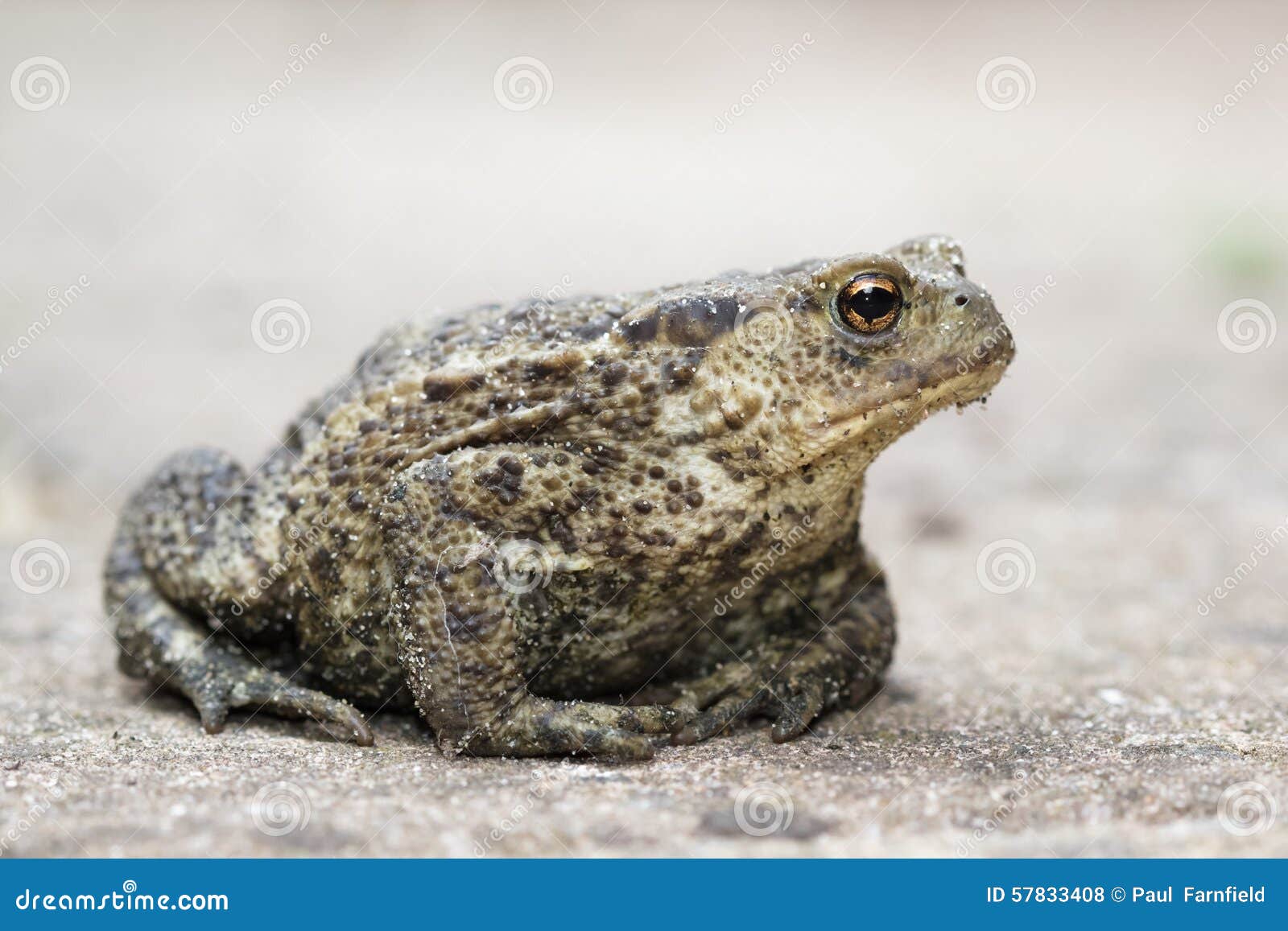 Common Toad stock photo. Image of warty, side, toad, sitting - 57833408