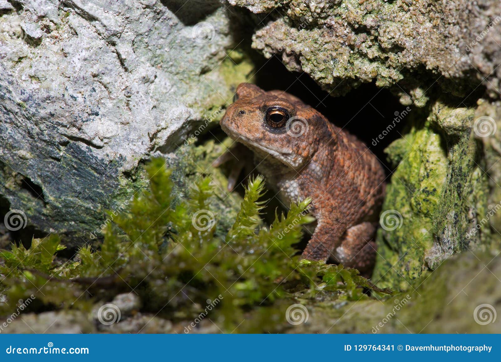 Common Toad Bufo bufo stock image. Image of brown, danger - 129764341