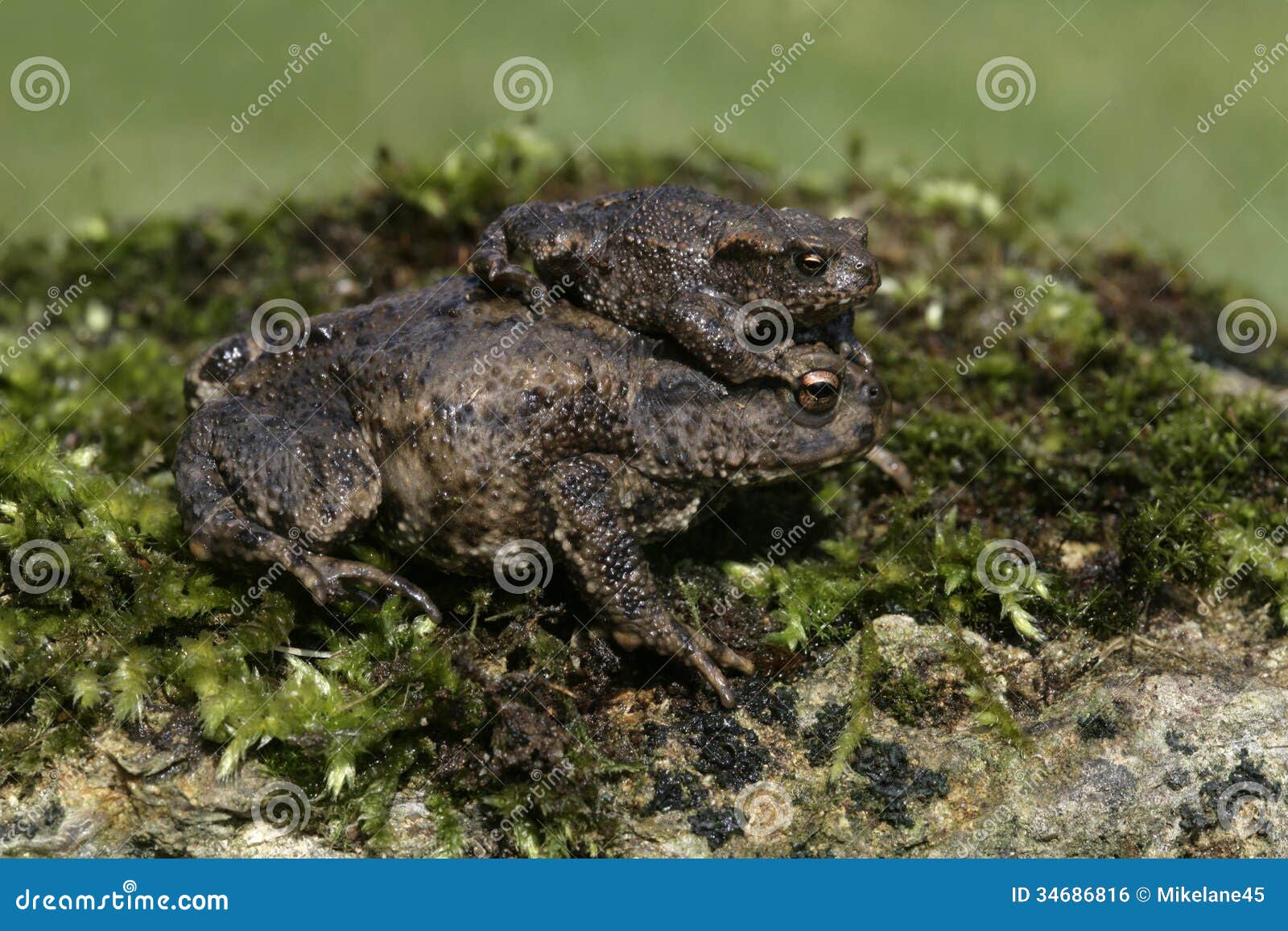 Common toad, Bufo bufo stock photo. Image of organism - 34686816