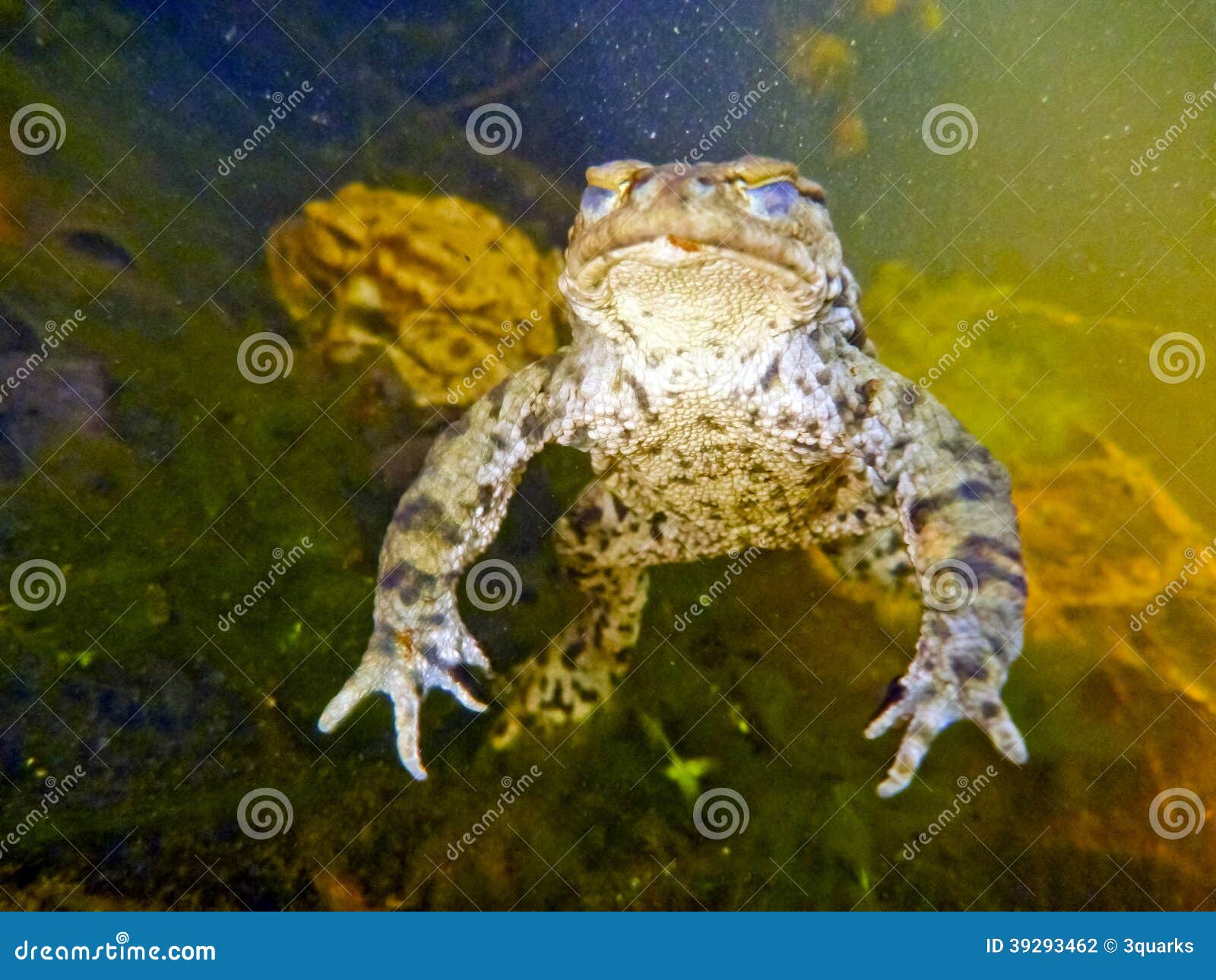 Common Toad Bufo Bufo stock photo. Image of animal, zoological - 39293462