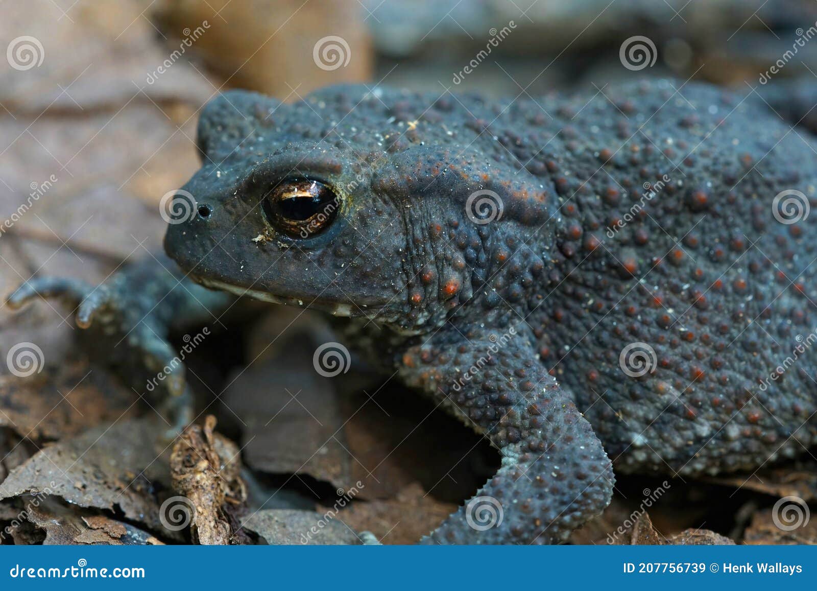 The Common Toad, Bufo Bufo on Fallen Leafs Stock Image - Image of sapo ...