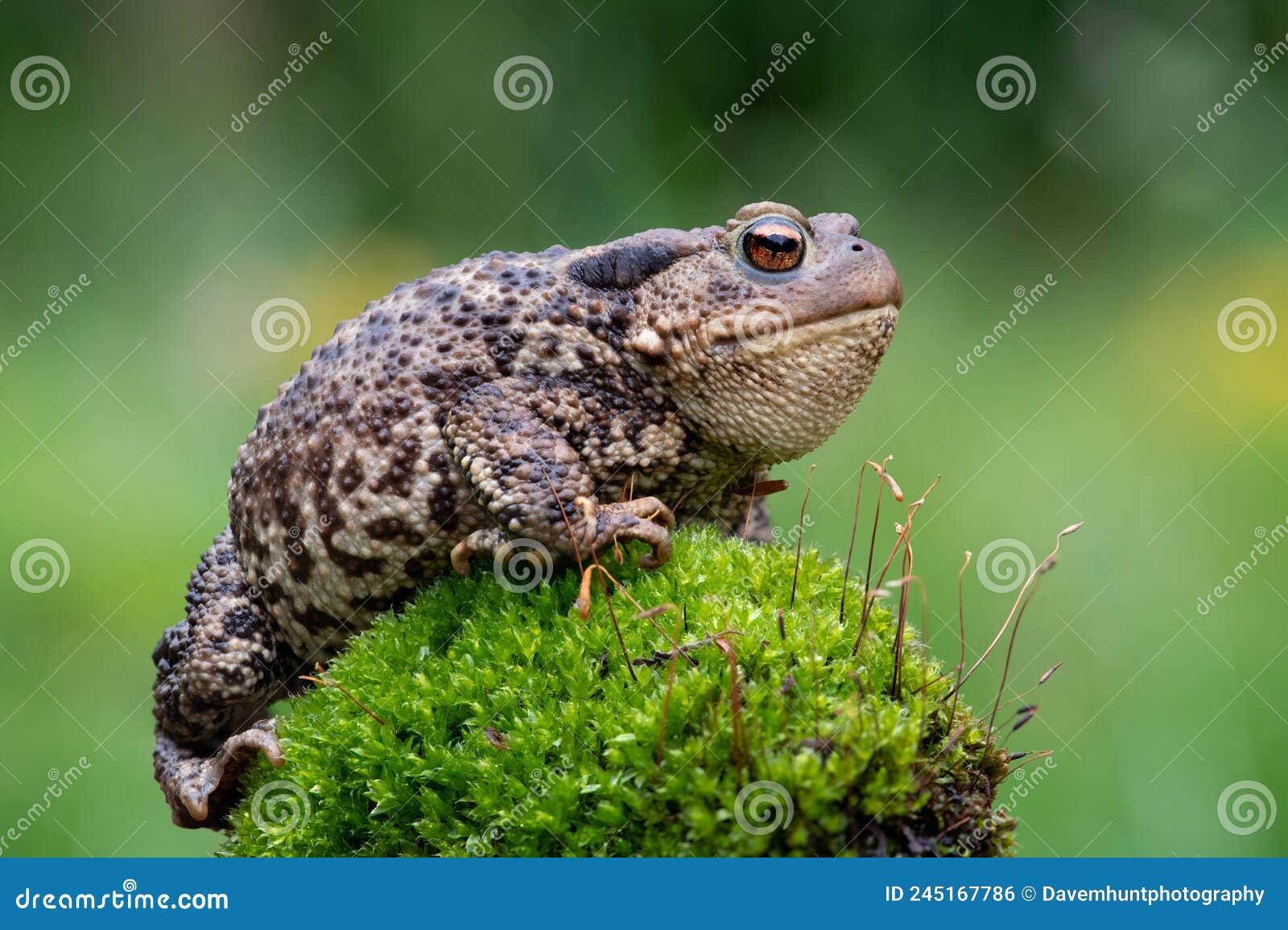 Common Toad, Bufo bufo stock photo. Image of species - 245167786
