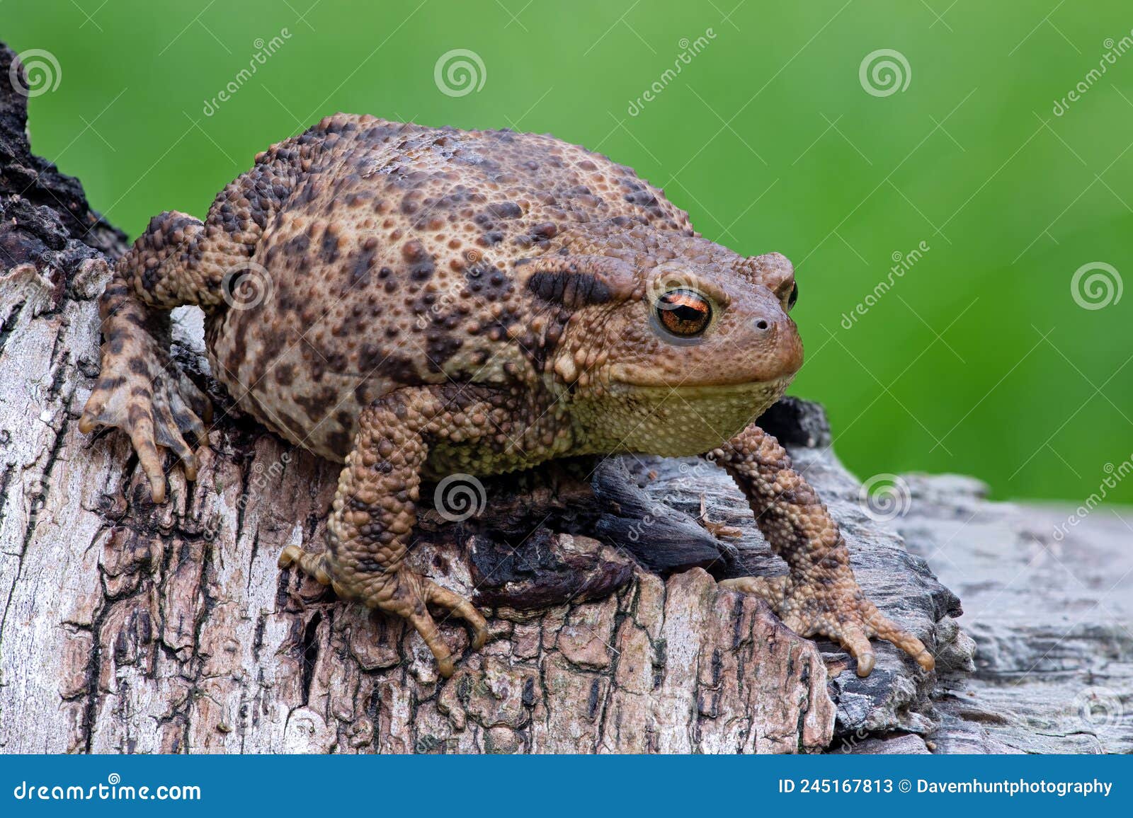 Common Toad, Bufo bufo stock image. Image of species - 245167813
