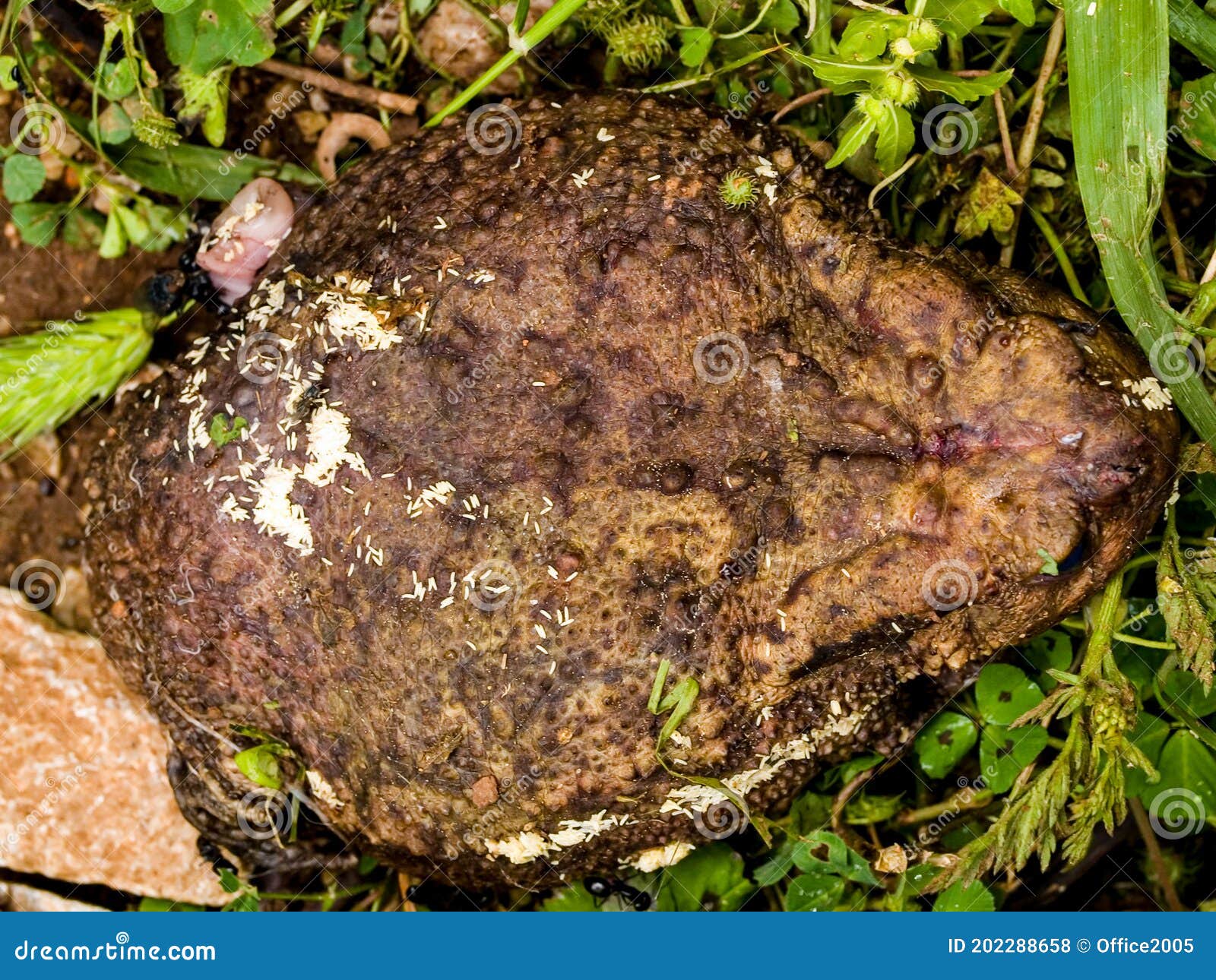 Common toad stock photo. Image of toad, lurch, amphibium - 202288658