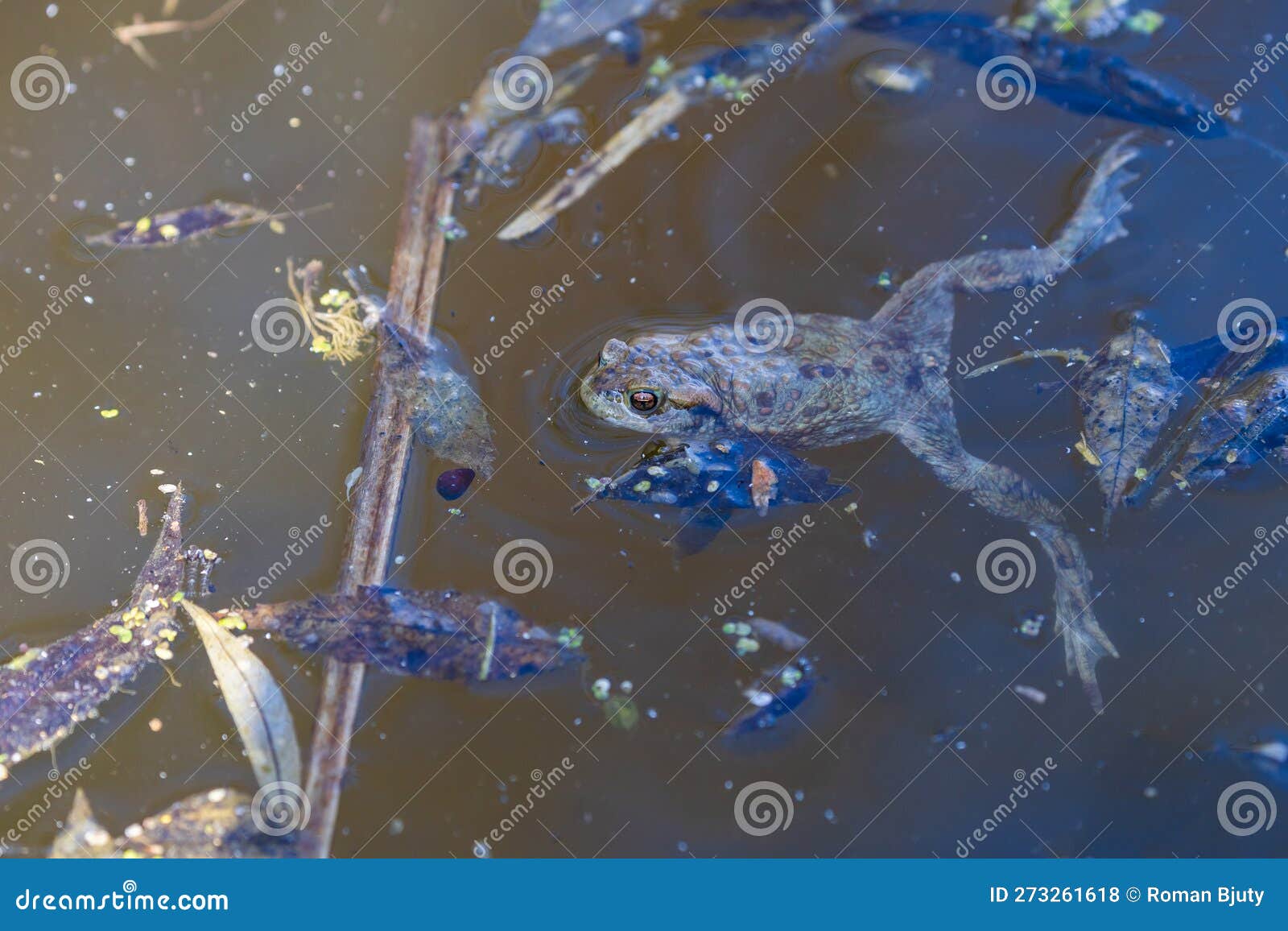 Common Toad - Bufo Bufo during Mating Season. Frog on the Road. Grass ...