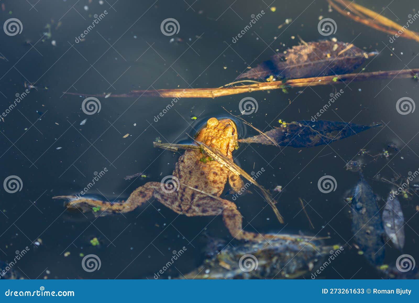 Common Toad - Bufo Bufo during Mating Season. Frog on the Road. Grass ...