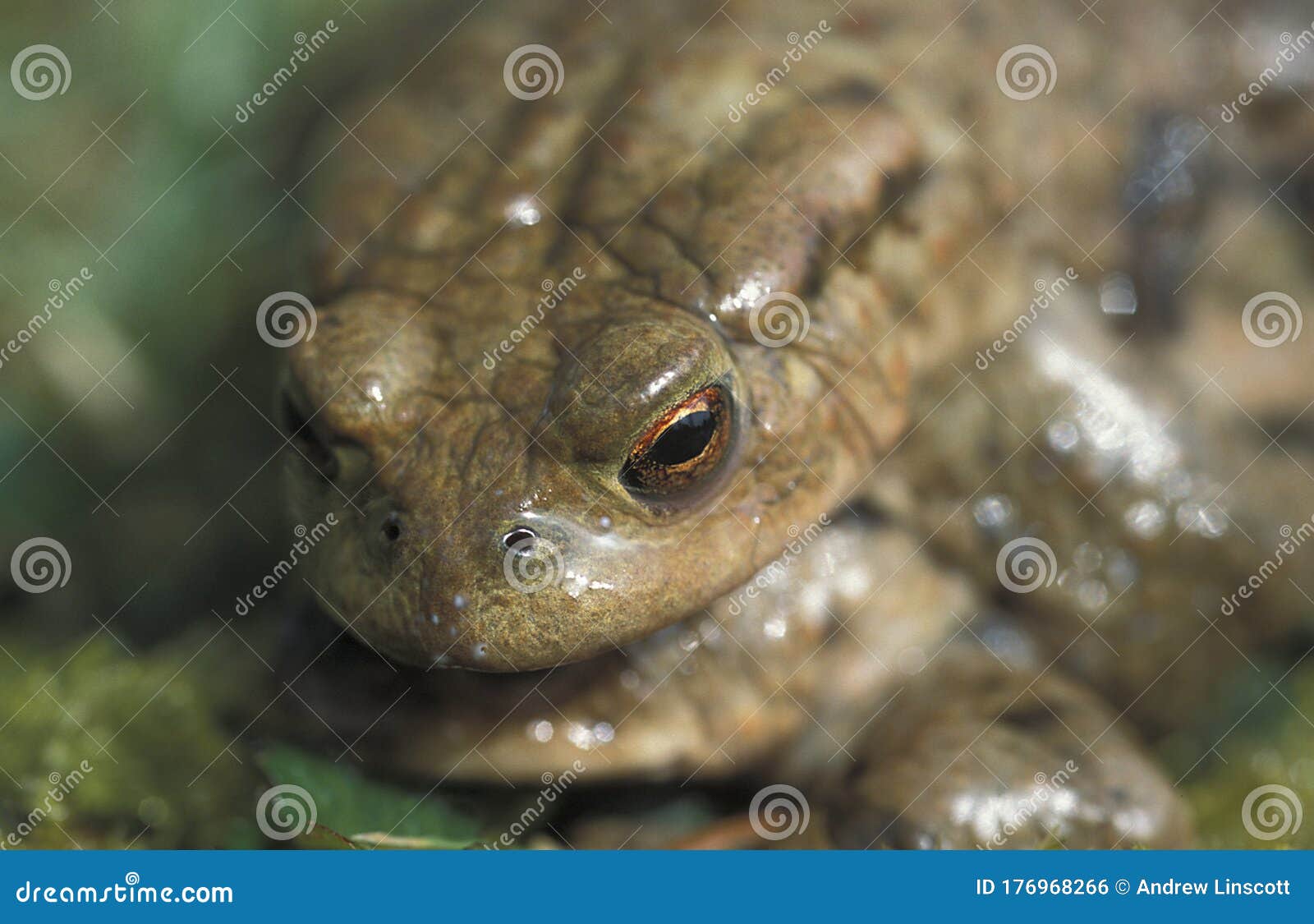 Common Toad Bufo Bufo Mating Stock Photo - Image of grip, close: 176968266