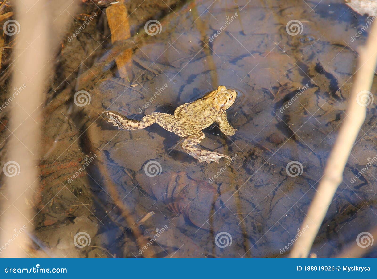 Common toad stock photo. Image of lake, frog, animal - 188019026