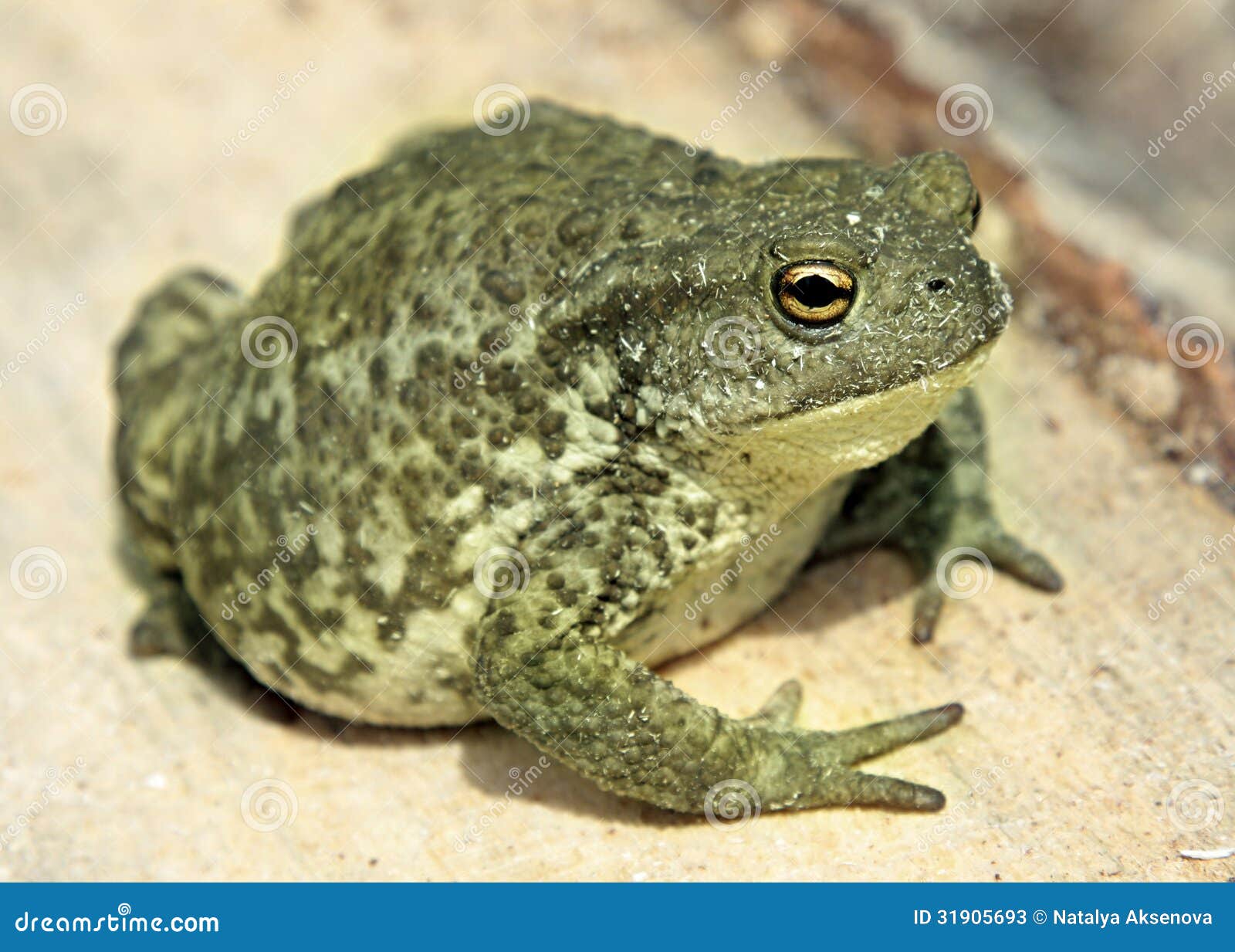 Common toad bufo stock image. Image of outdoor, green - 31905693
