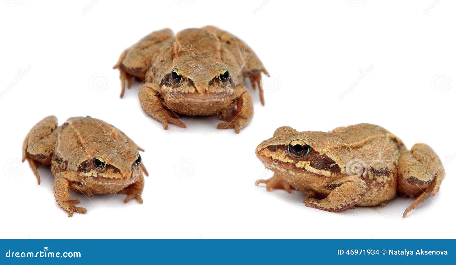 Common Toad Bufo . Set. Three Toads Isolated on Stock Photo - Image of ...