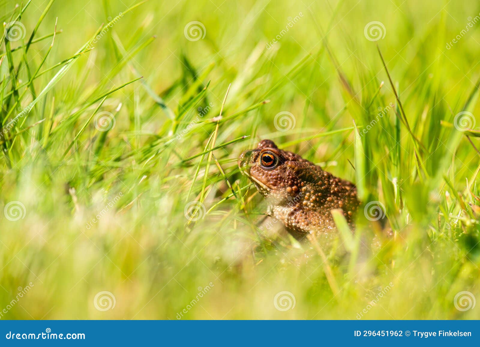 Common Toad Bufo Bufo Sitting in Grass.. Stock Photo - Image of looking ...
