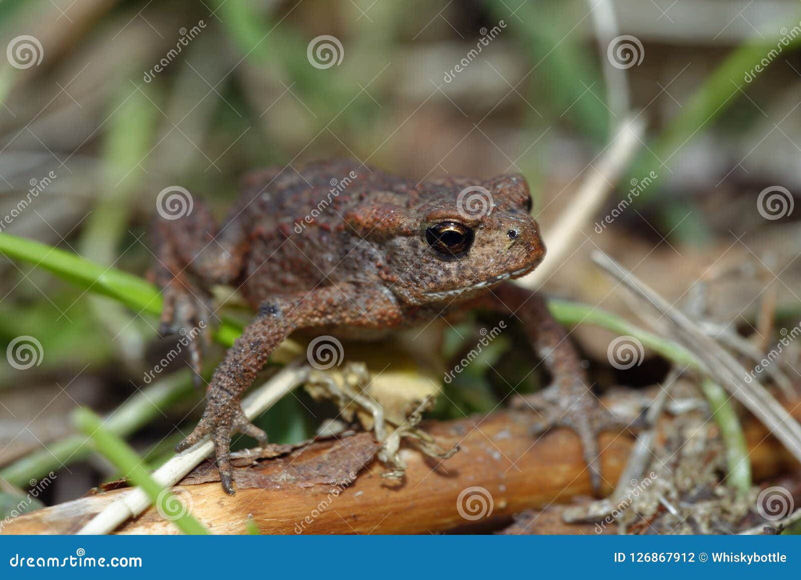 Common Toad stock photo. Image of baby, horizontal, warts - 126867912