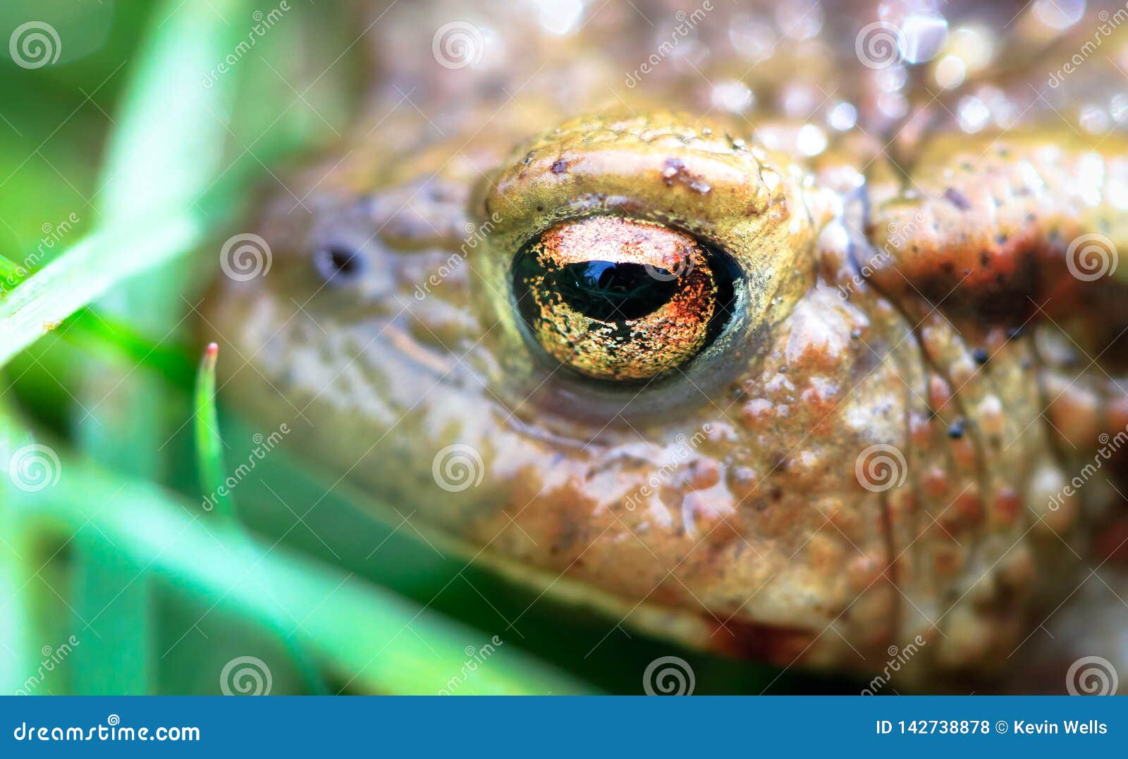 Common Toad Bufo Bufo Up Close Stock Photo - Image of nostril, animal ...
