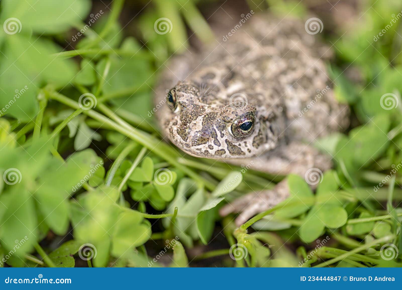 Common Toad Bufu Bufo in Green Blurred Grass Stock Image - Image of ...