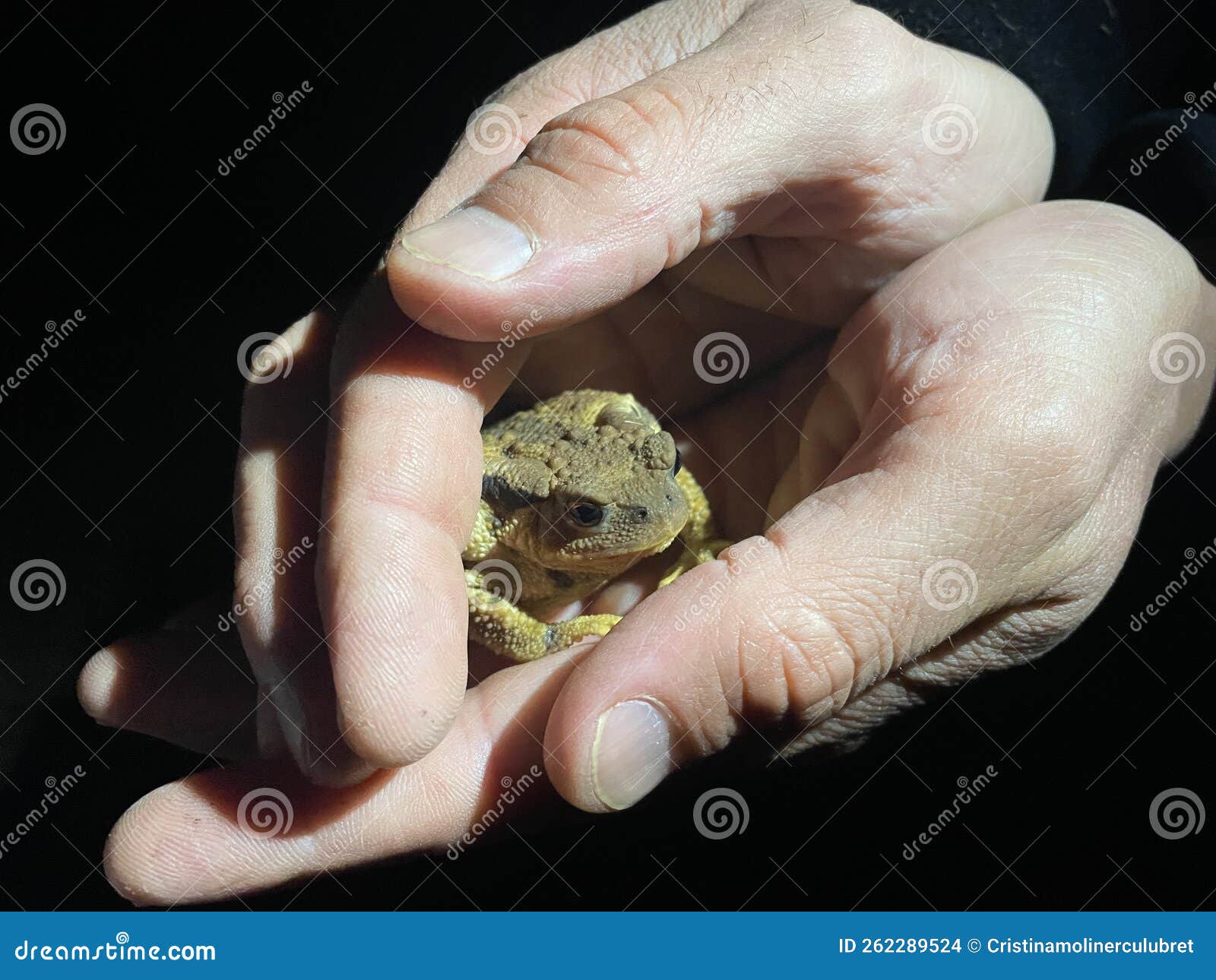 Common Toad Cared and Held by a Man at Night. Stock Photo - Image of ...