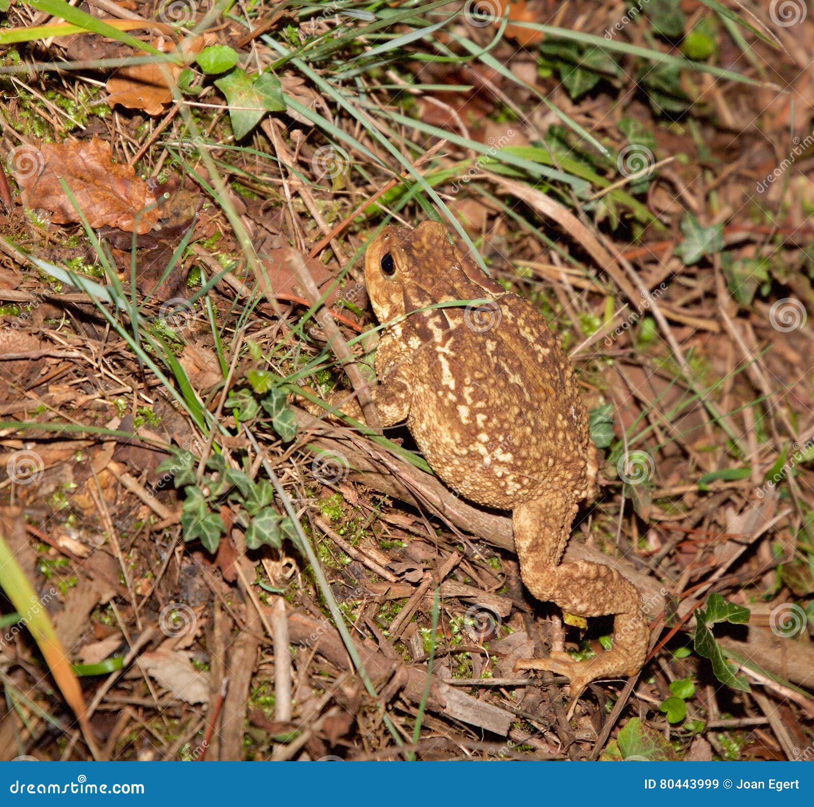 Common Toad climbing slope stock image. Image of common - 80443999