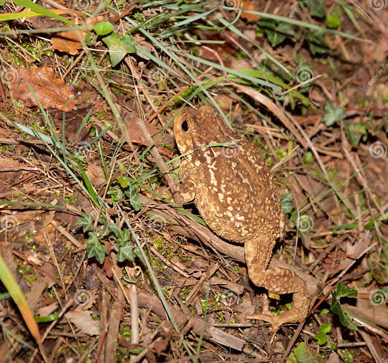 Common Toad climbing slope stock image. Image of common - 80443999