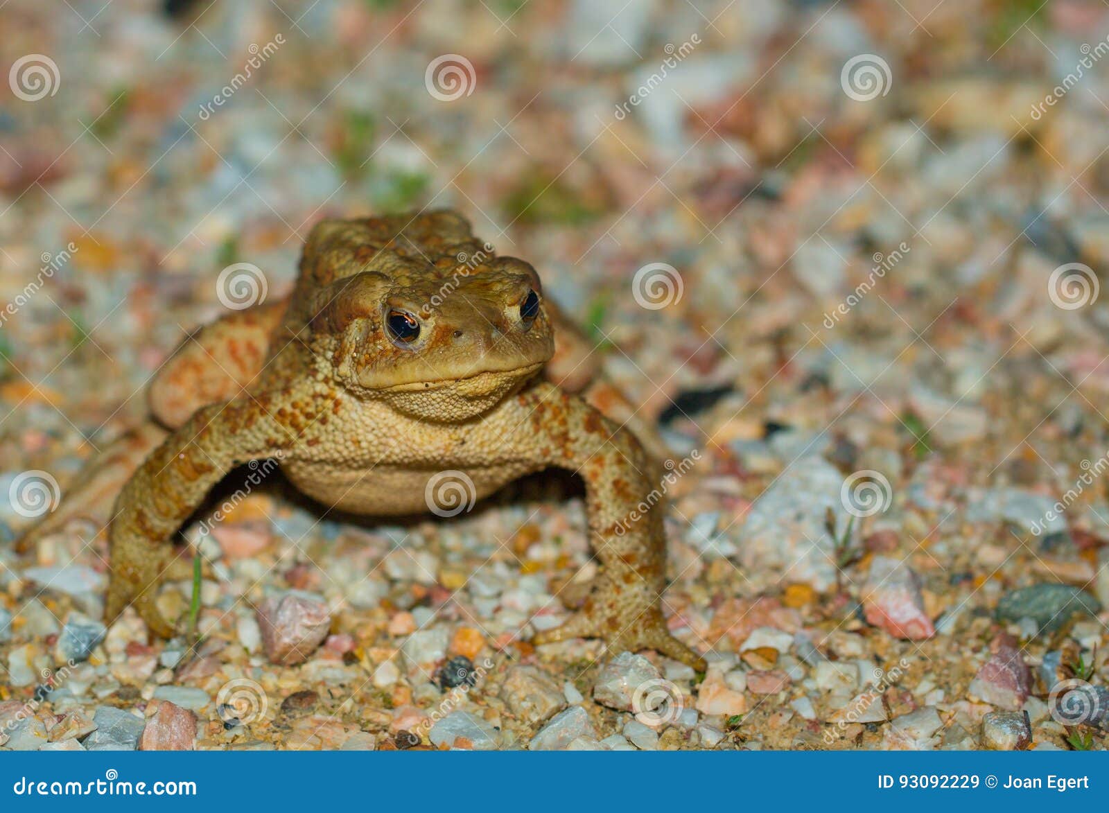 Common Toad close-up stock image. Image of nature, detailed - 93092229