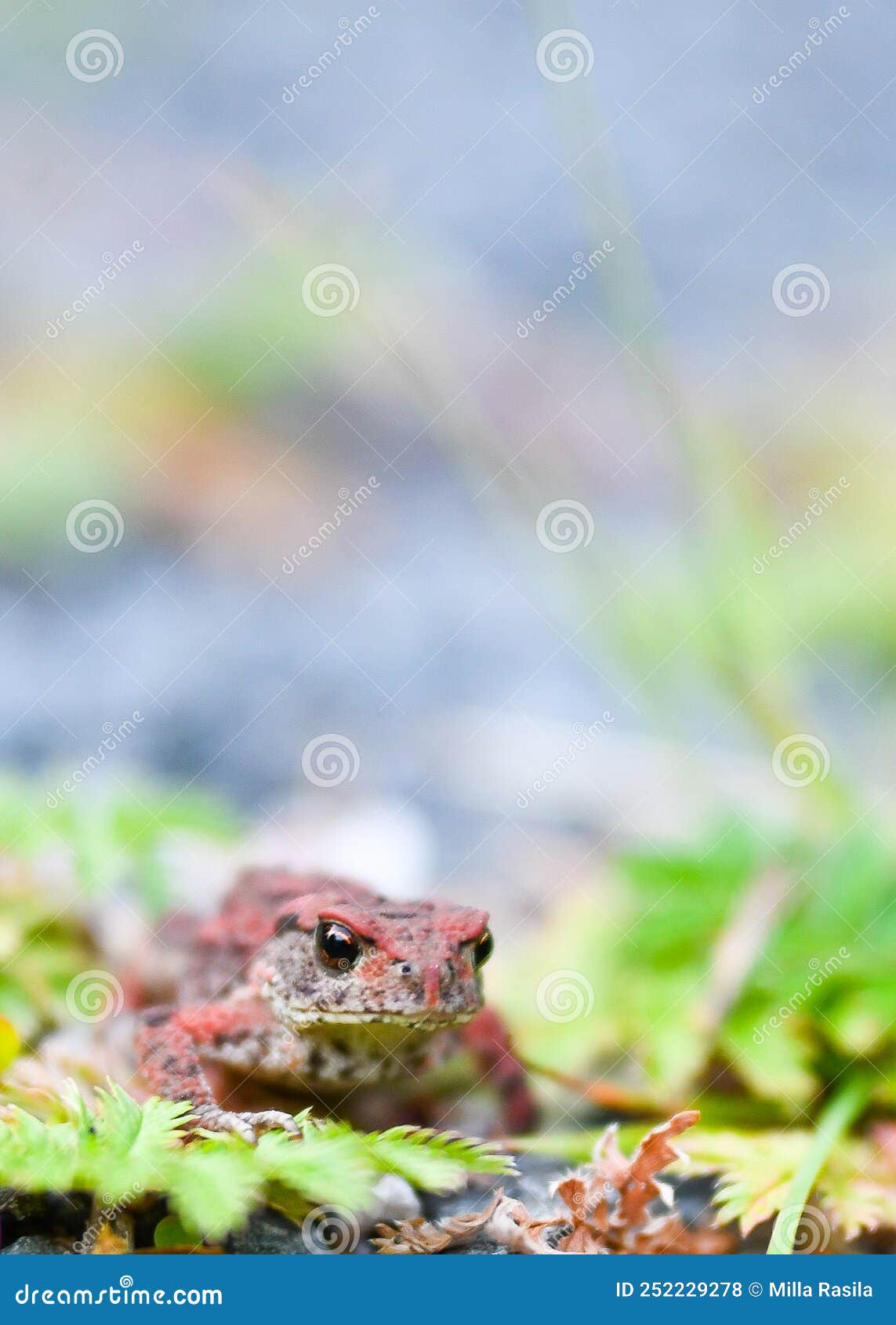 Common toad in close-up stock photo. Image of wild, little - 252229278