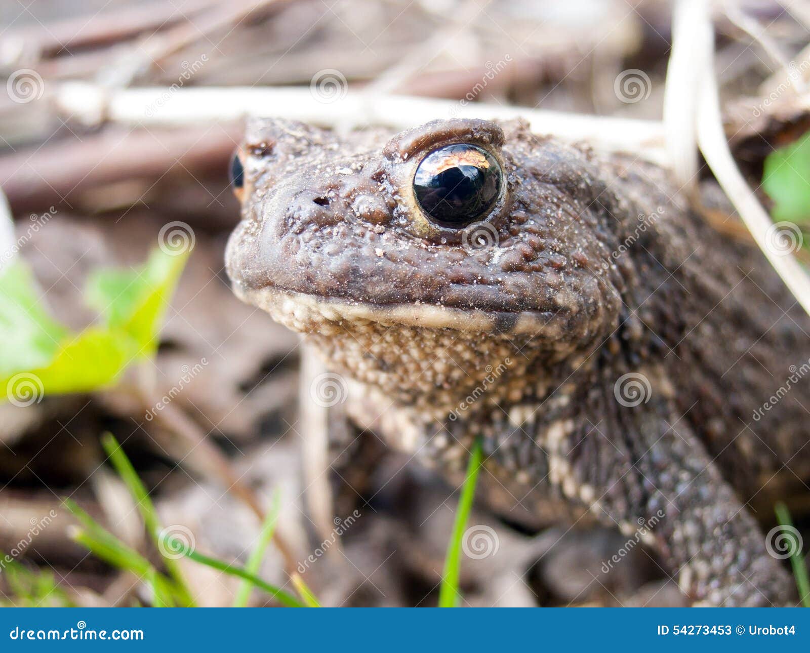 Common Toad Close-up stock image. Image of common, toad - 54273453
