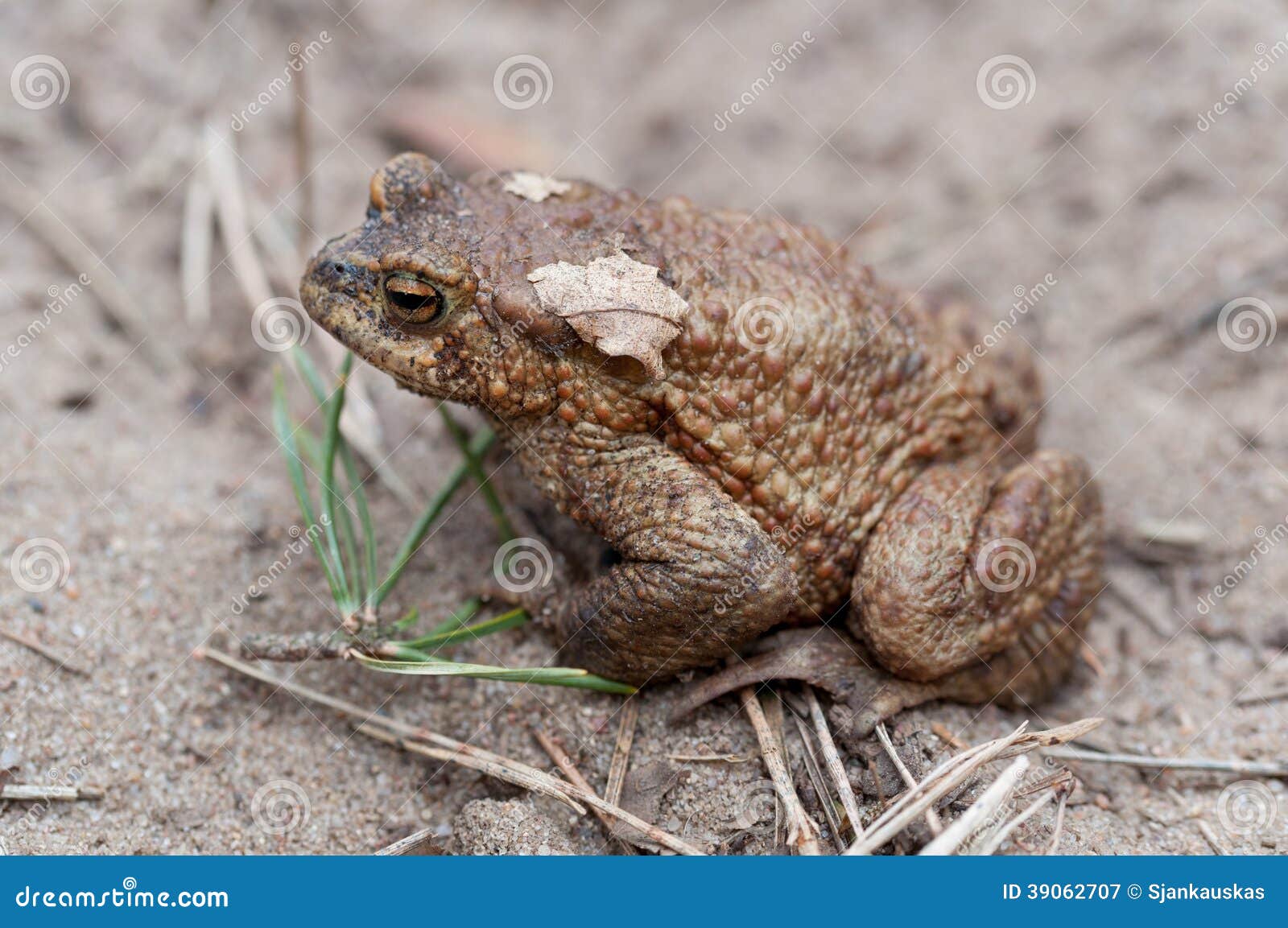Common toad closeup stock image. Image of forest, closeup - 39062707