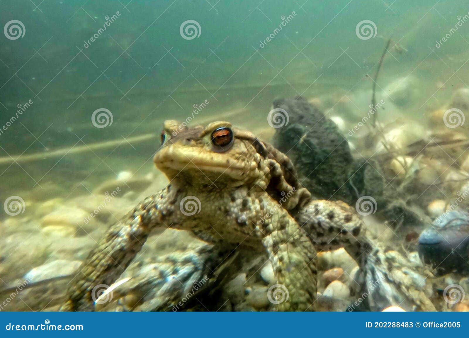 Common toad stock image. Image of amphibia, endangered - 202288483