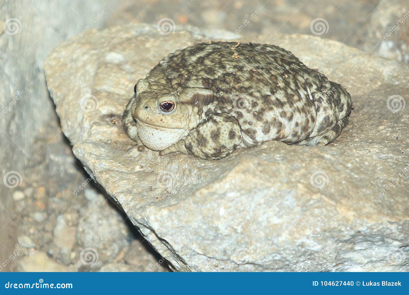 Common toad stock photo. Image of lying, rock, bufo - 104627440