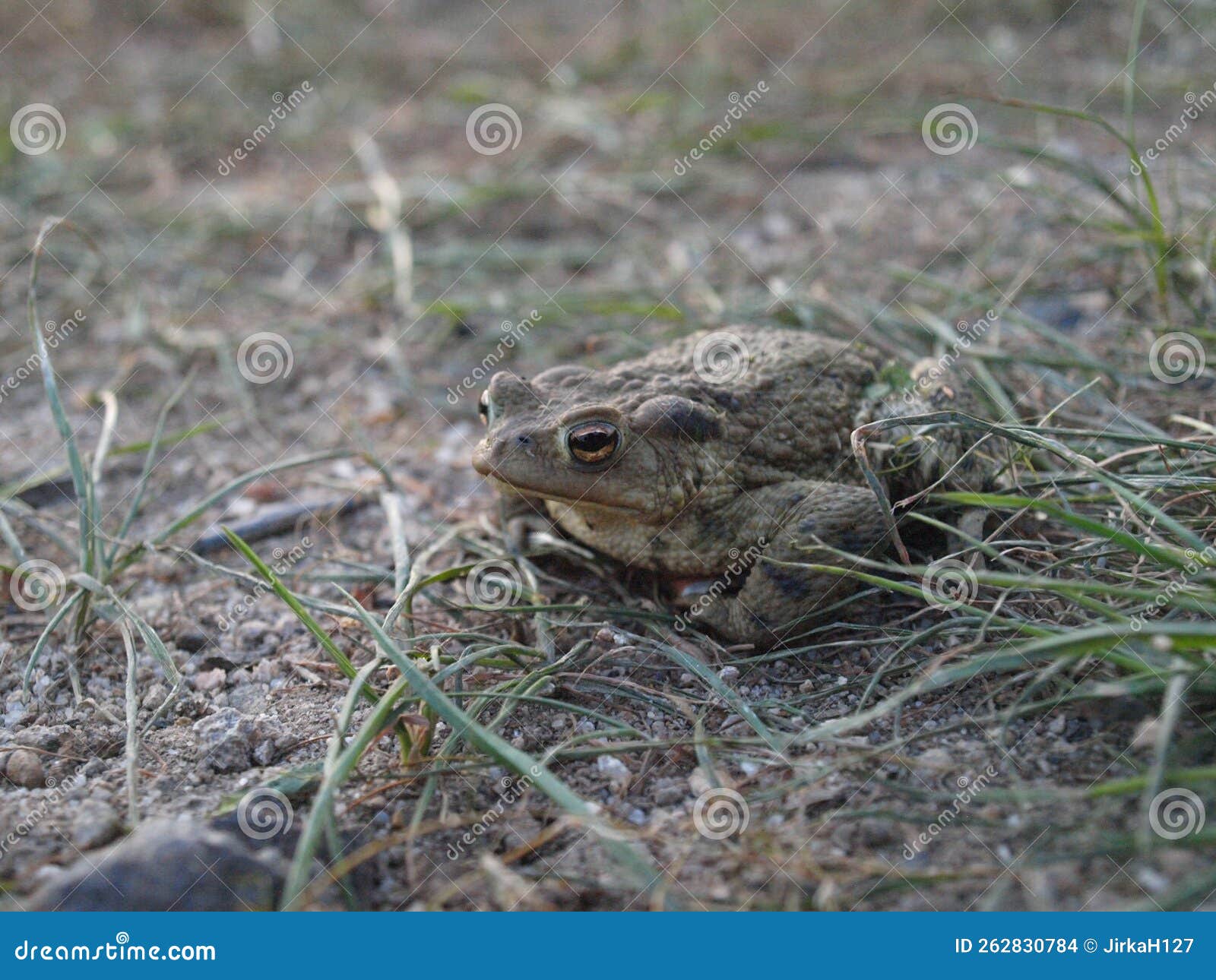 Common Toad on a Dirt, Sandy Place. Stock Photo - Image of toad, grass ...