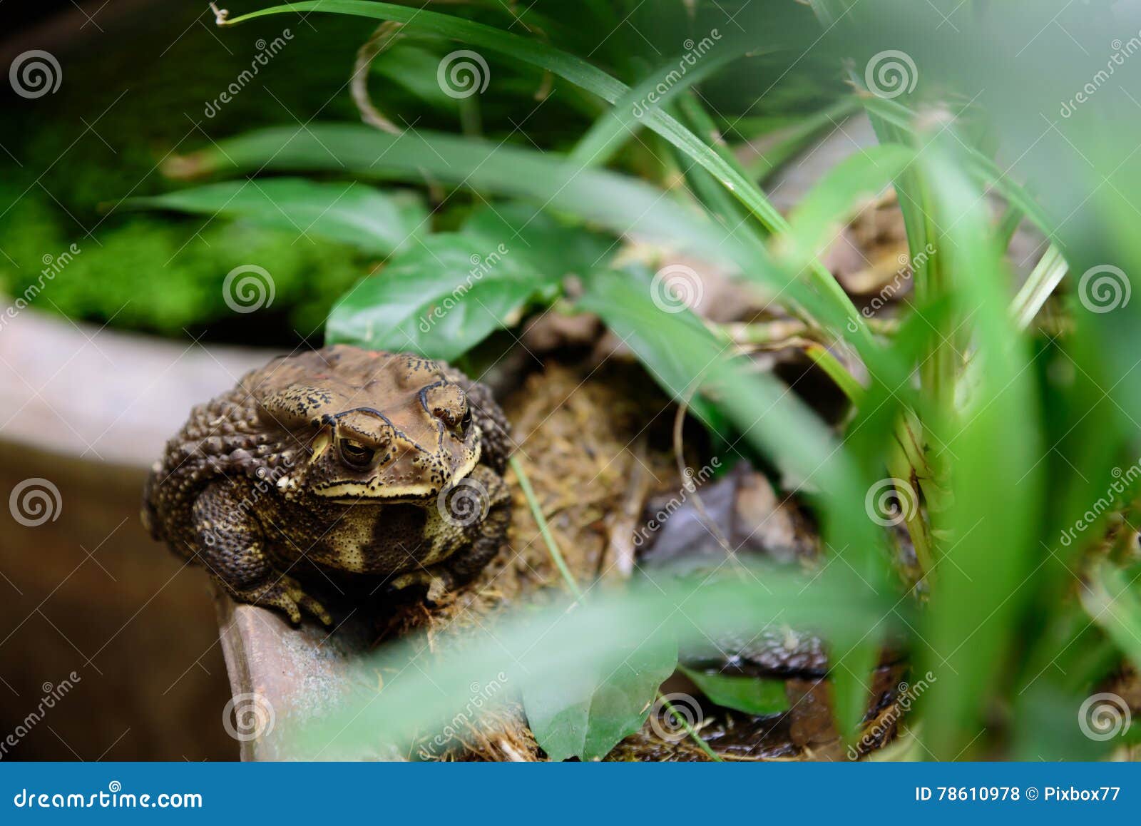 Common Toad on dried pond stock photo. Image of species - 78610978
