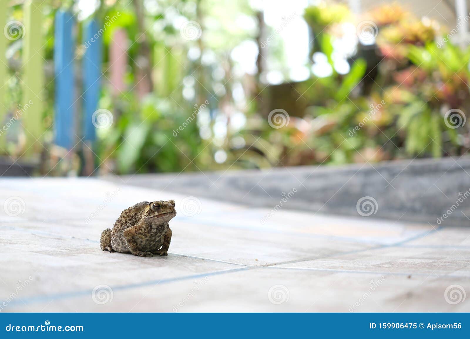 Common Toad Enter the House on Front Yard Stock Image - Image of front ...