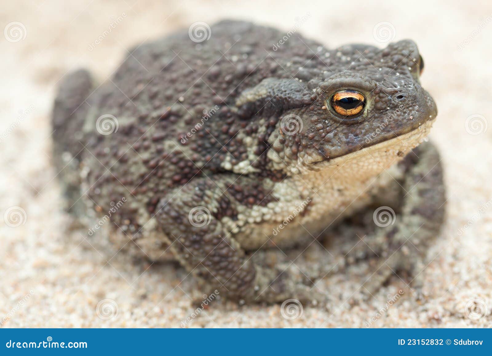 Common Toad or European Toad Stock Photo - Image of pupil, brown: 23152832