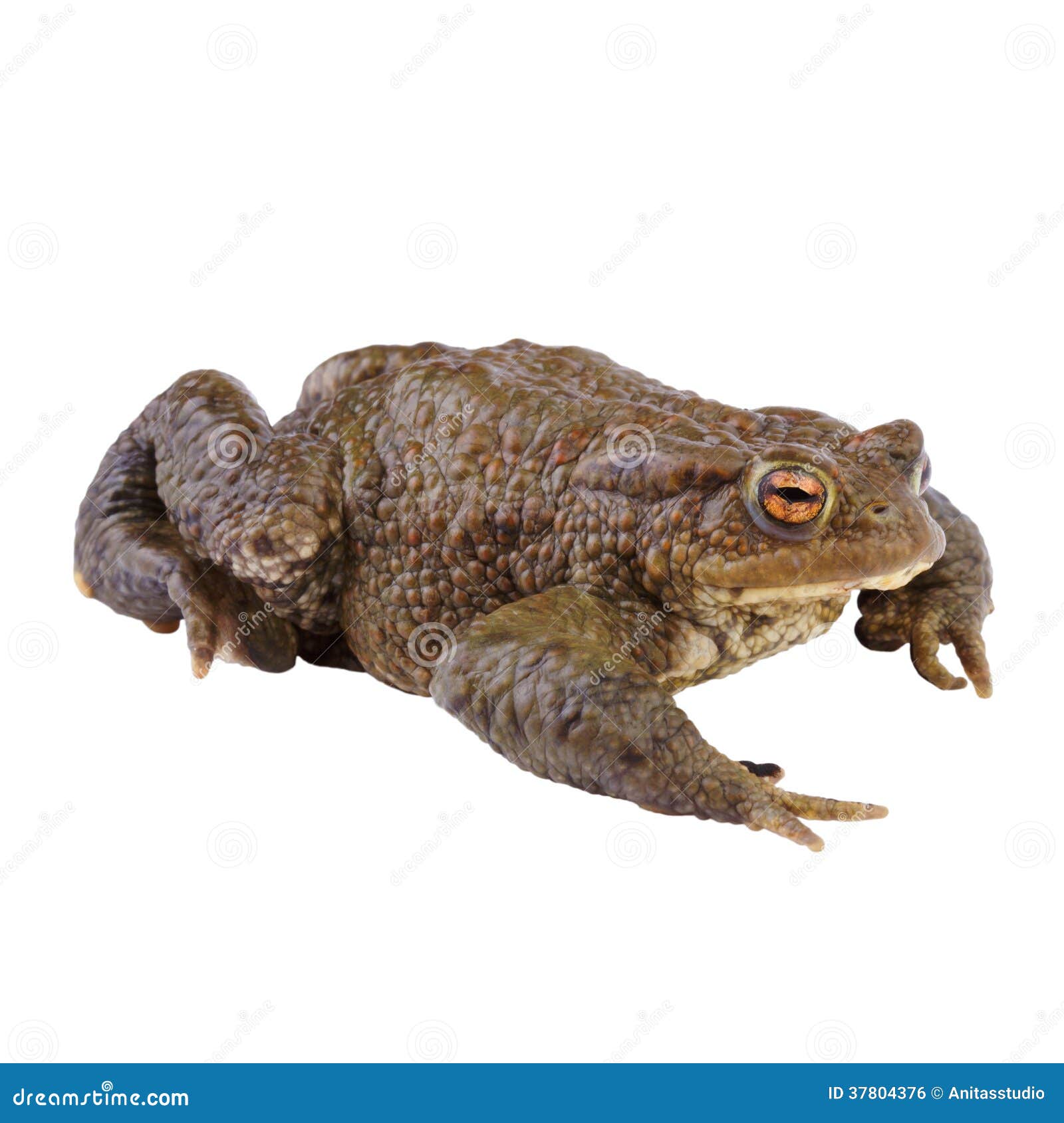 Common Toad or European Toad Stock Photo - Image of reproduction, grass ...