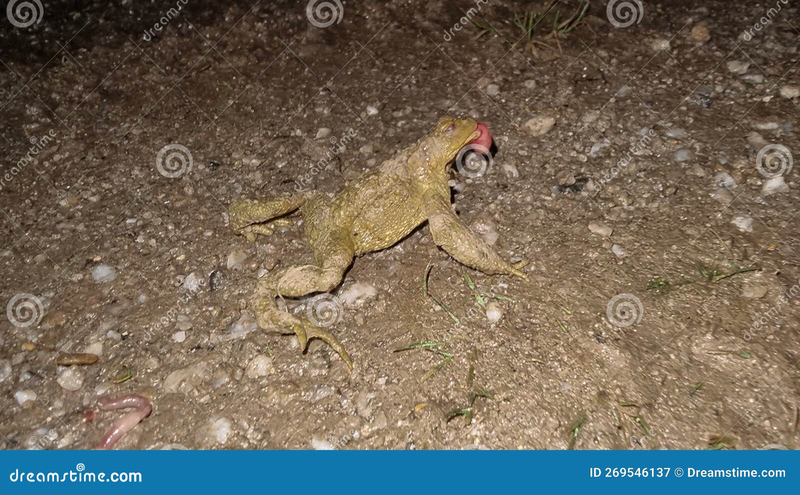 The common Toad, European Toad, or in Anglophone Parts of Europe ...