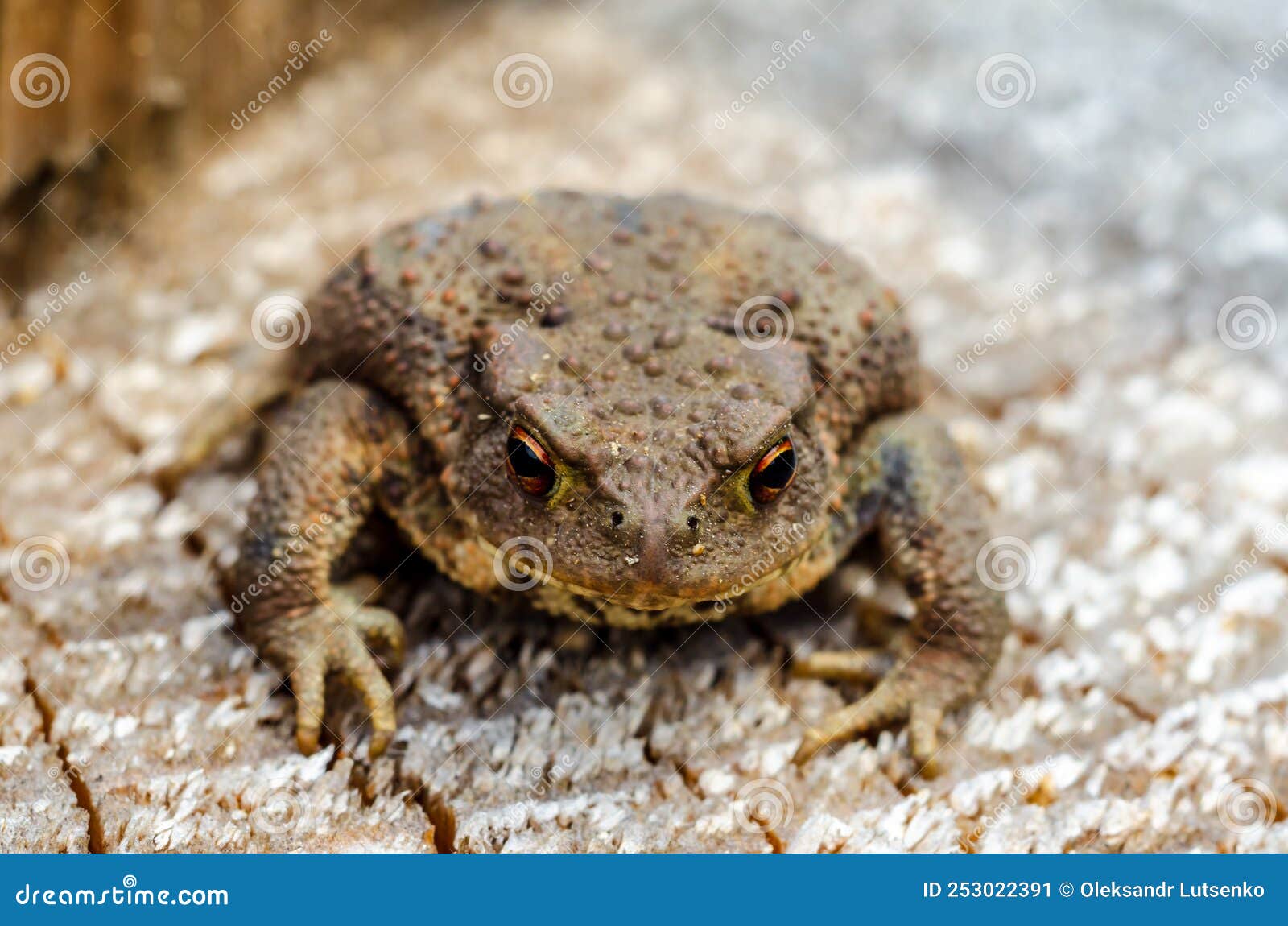 The Common Toad, European Toad, or in Anglophone Parts of Europe ...