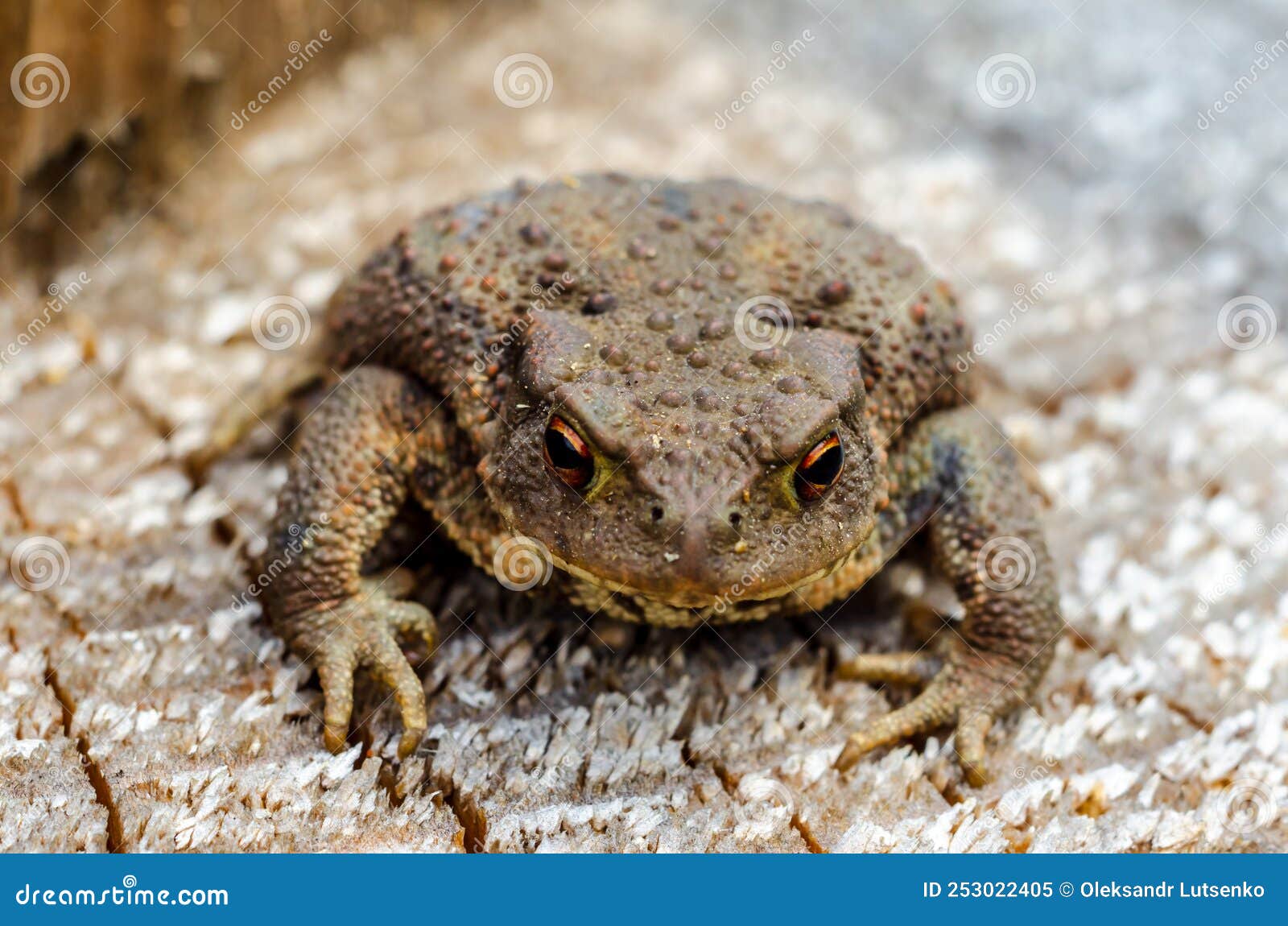 The Common Toad, European Toad, or in Anglophone Parts of Europe ...